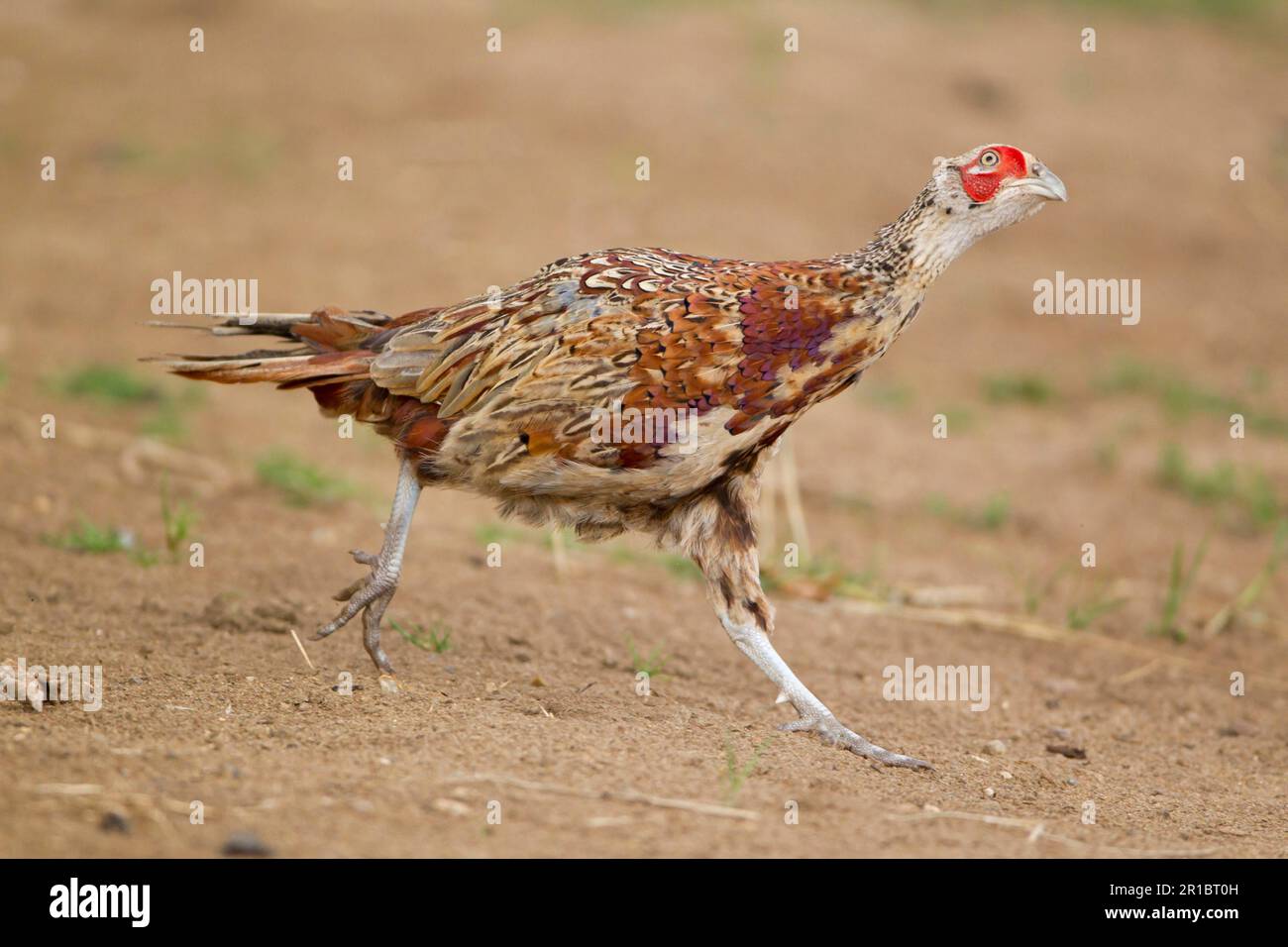 Common pheasant (Phasianus colchicus), immature male, runs for cover ...