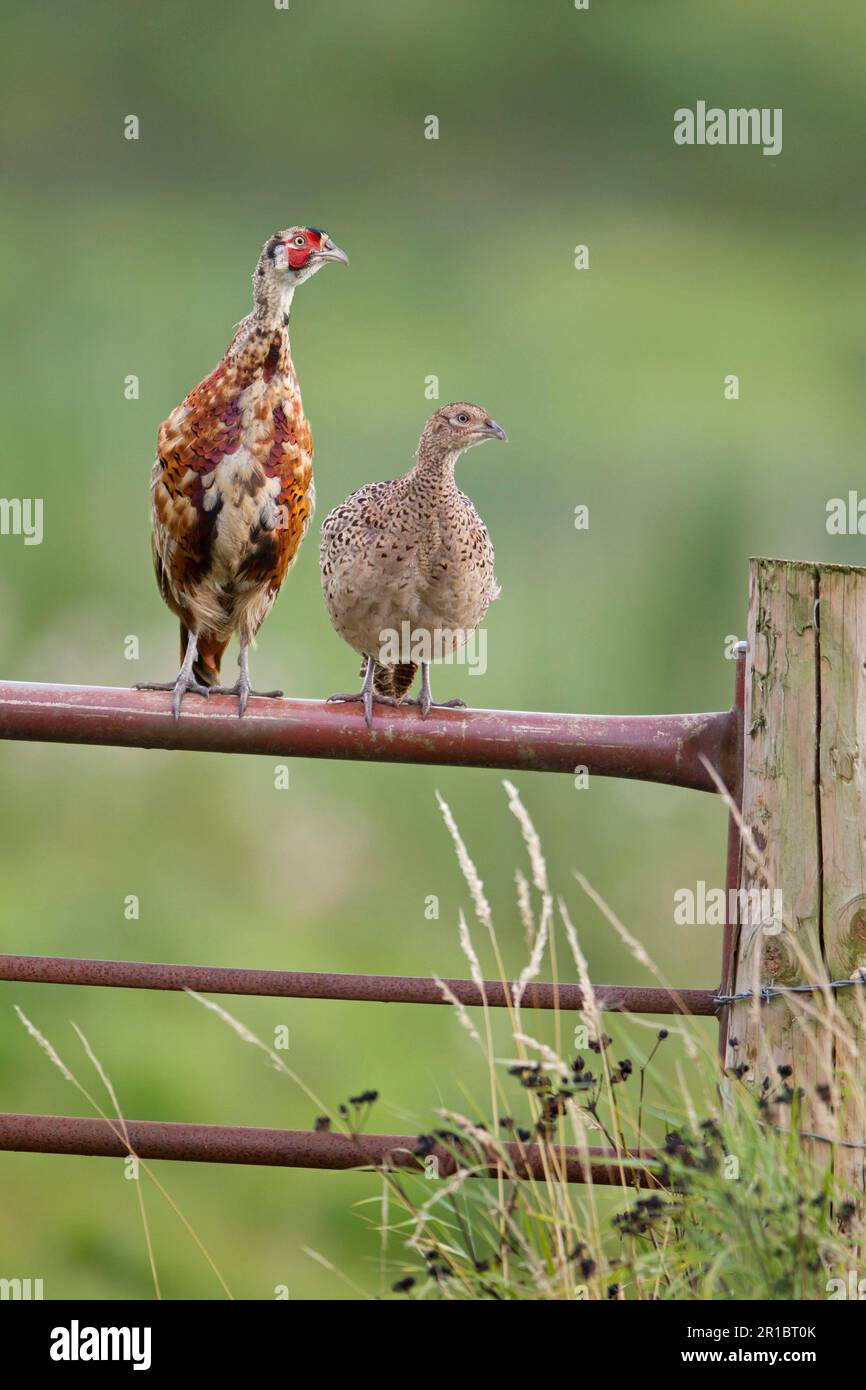 Common pheasant (Phasianus colchicus) immature male and adult female ...