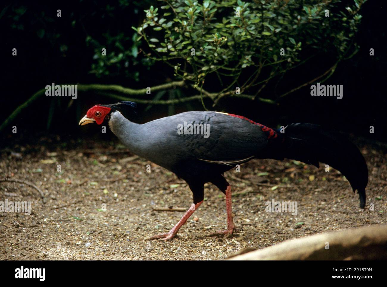 Siamese fireback (Lophura diardi), Prelate Pheasants, Pheasant, Chicken ...