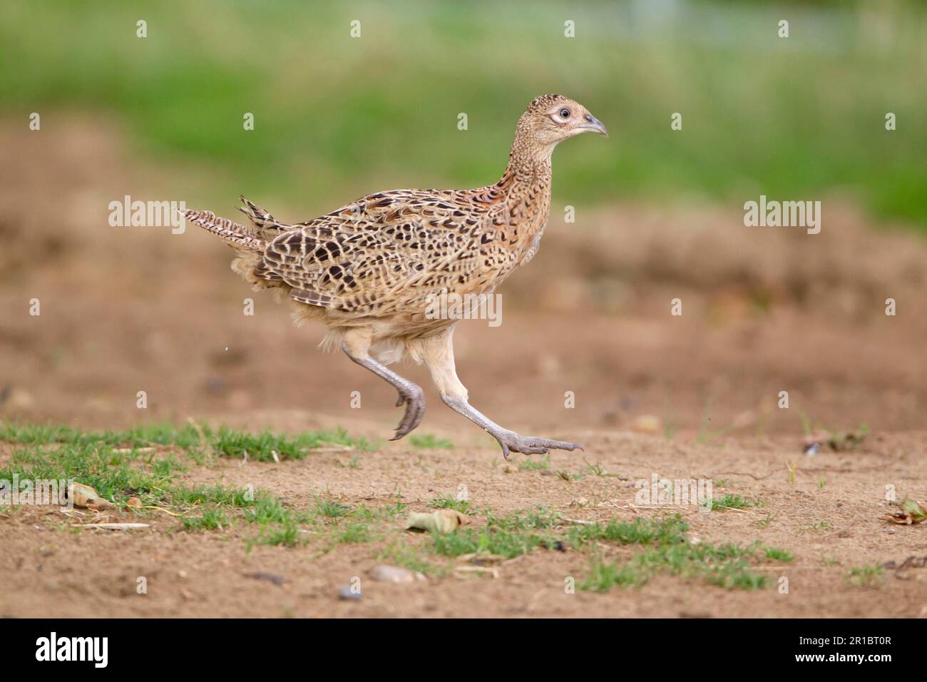 Female racing car hi-res stock photography and images - Alamy
