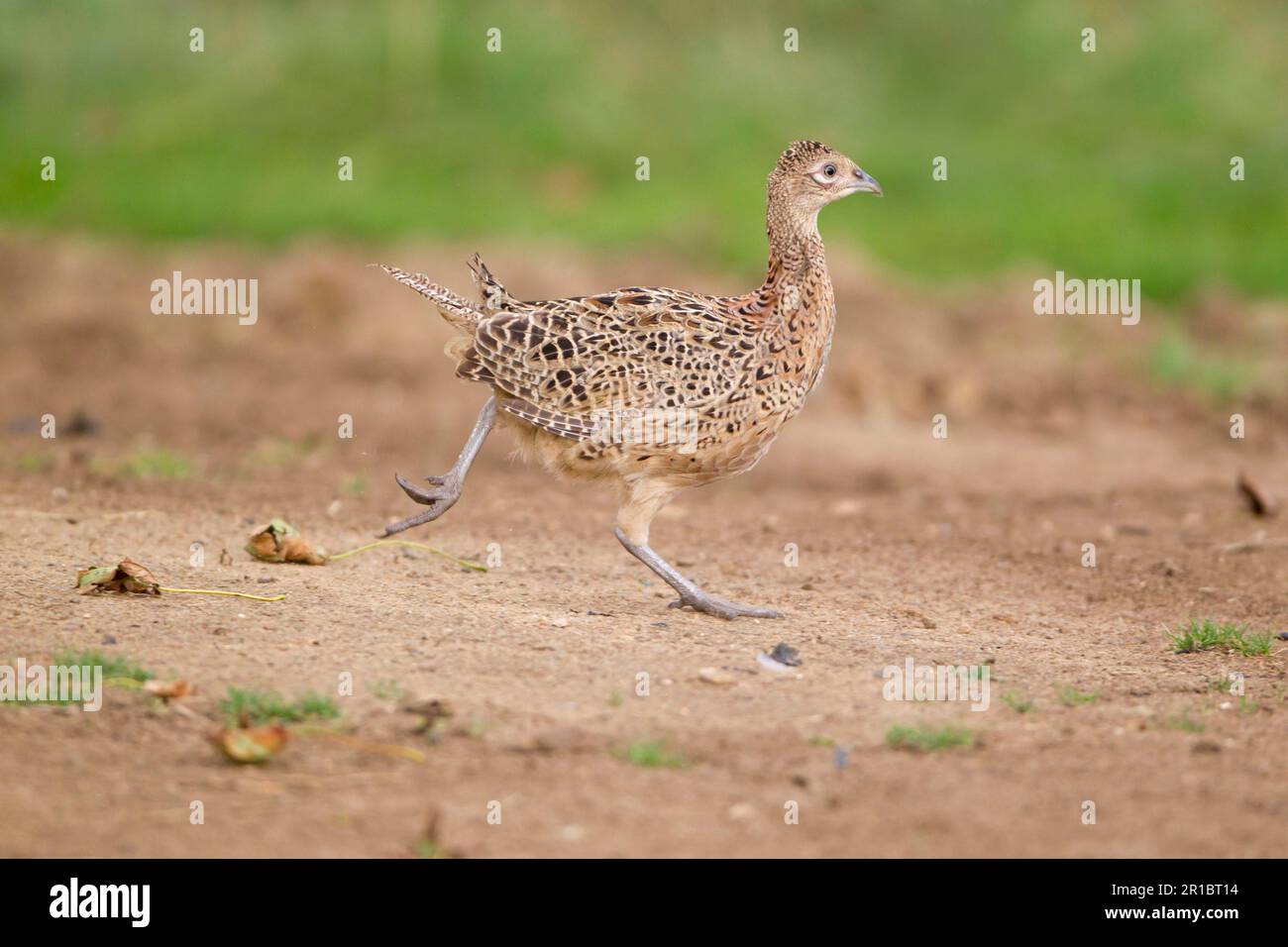 Common pheasant (Phasianus colchicus) immature female, running, Suffolk ...