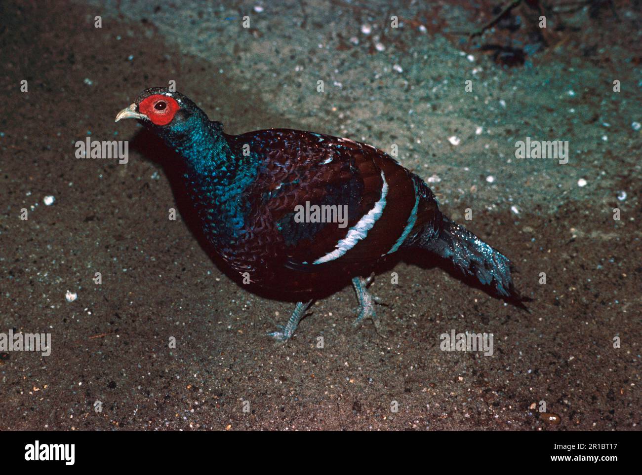 Mrs humes pheasant hi-res stock photography and images - Alamy