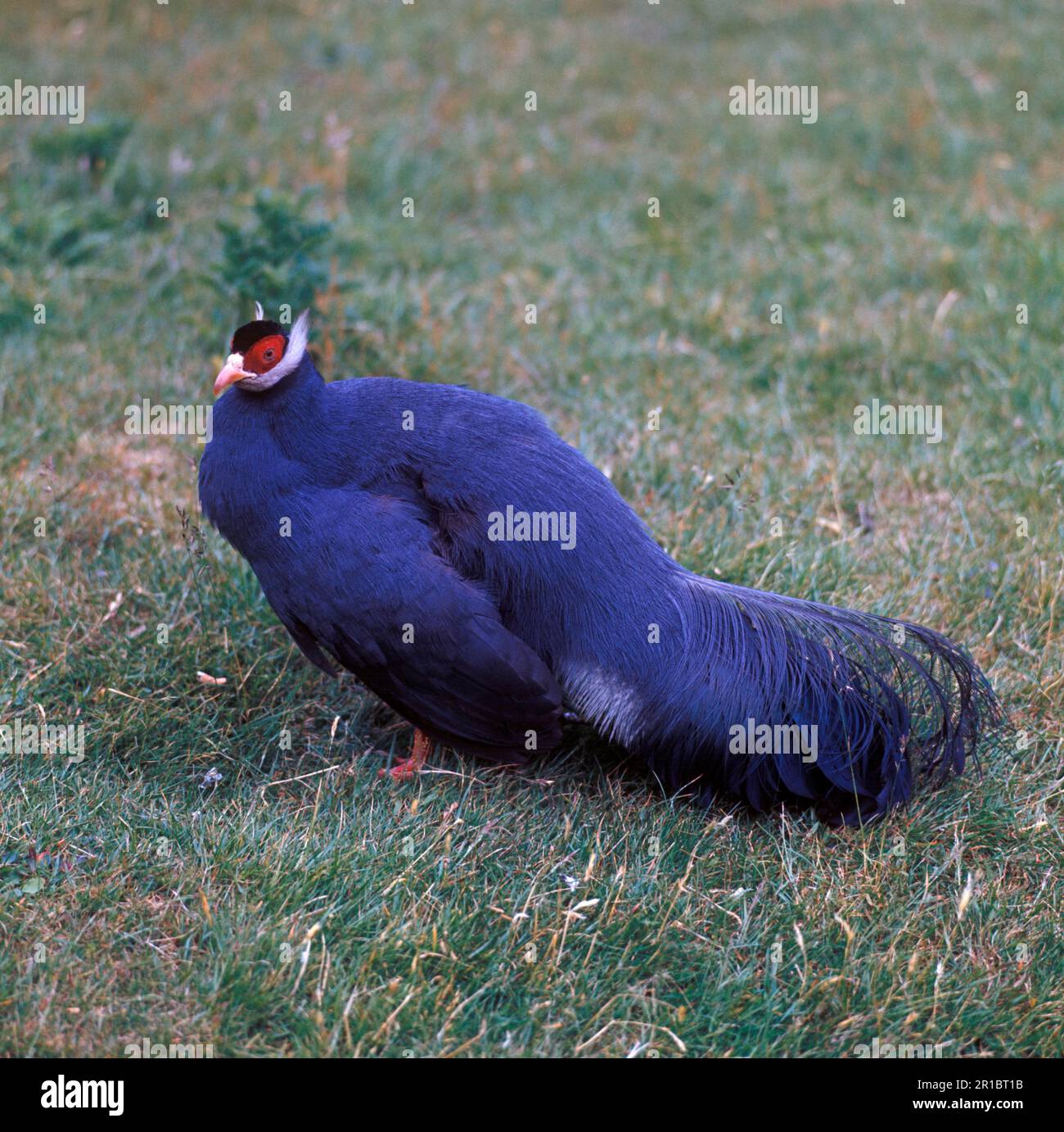 Blue eared pheasant (Crossoptilon auritum), Blue Eared-Pheasant ...
