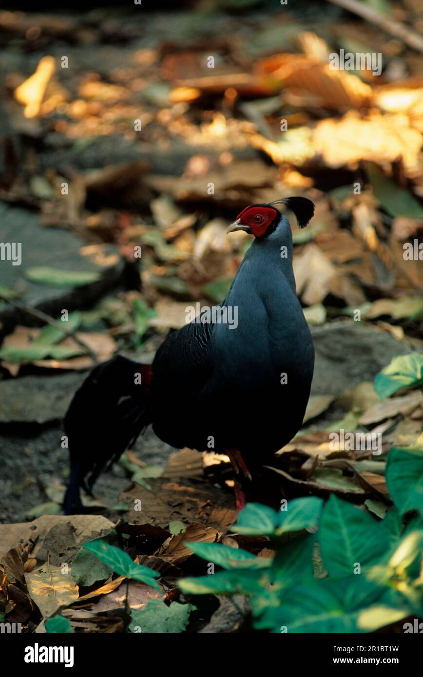 Siamese fireback (Lophura diardi), Prelate Pheasant, Prelate Pheasants ...