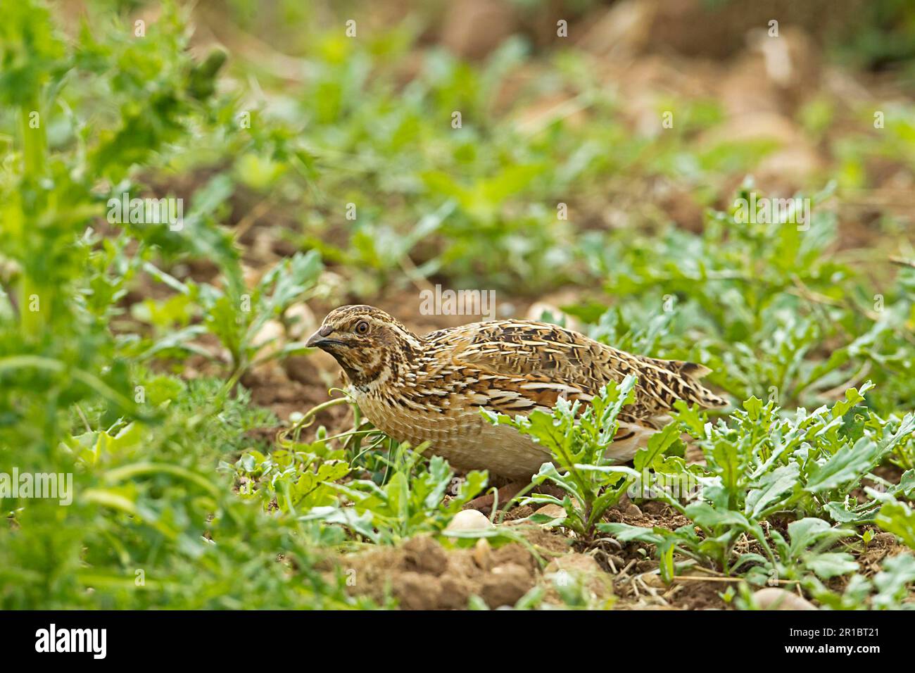 European quail, European quail, Chicken birds, Animals, Birds, Quail ...