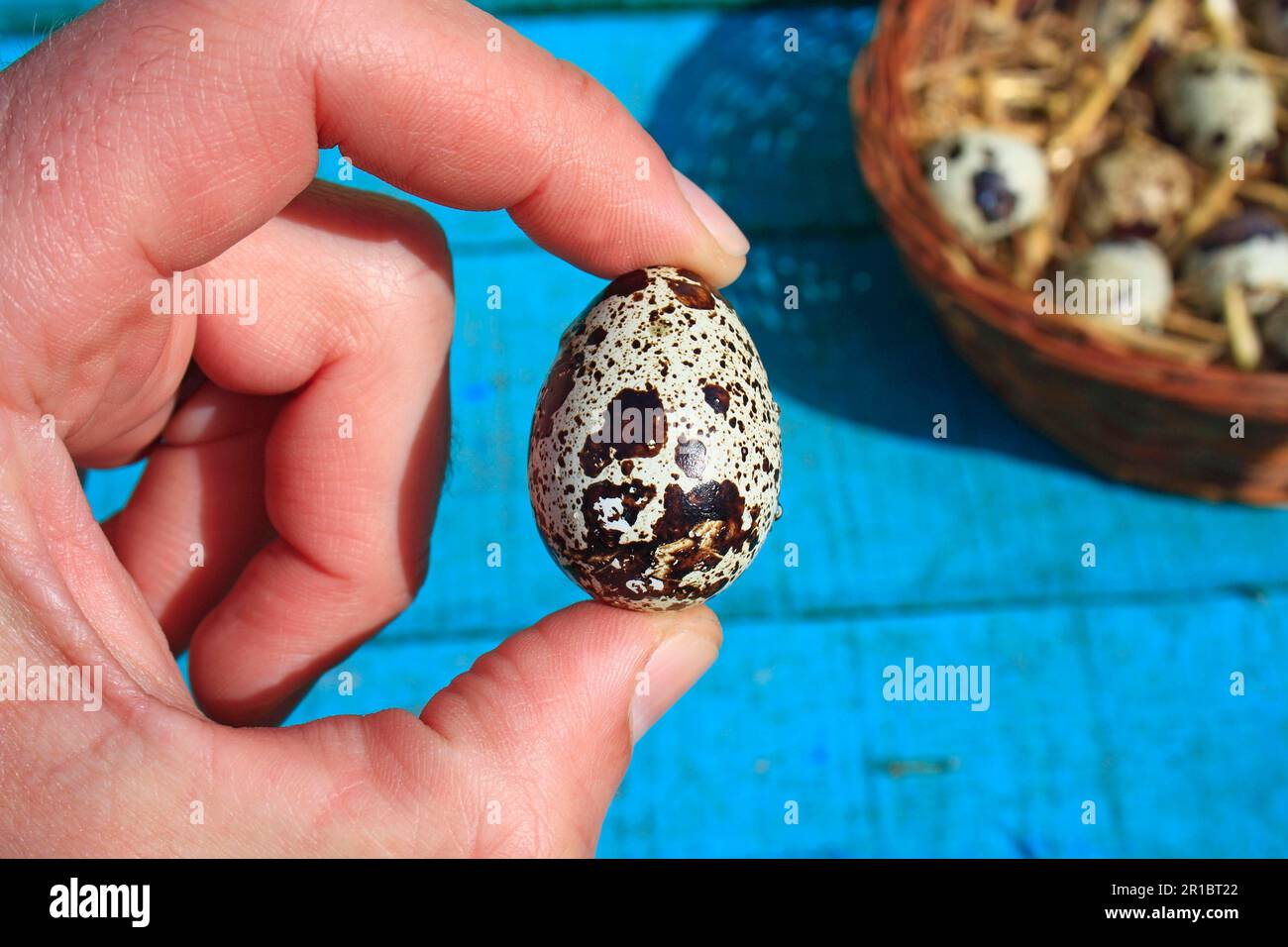 European quail, European quail, Chicken birds, Animals, Birds, Quails ...