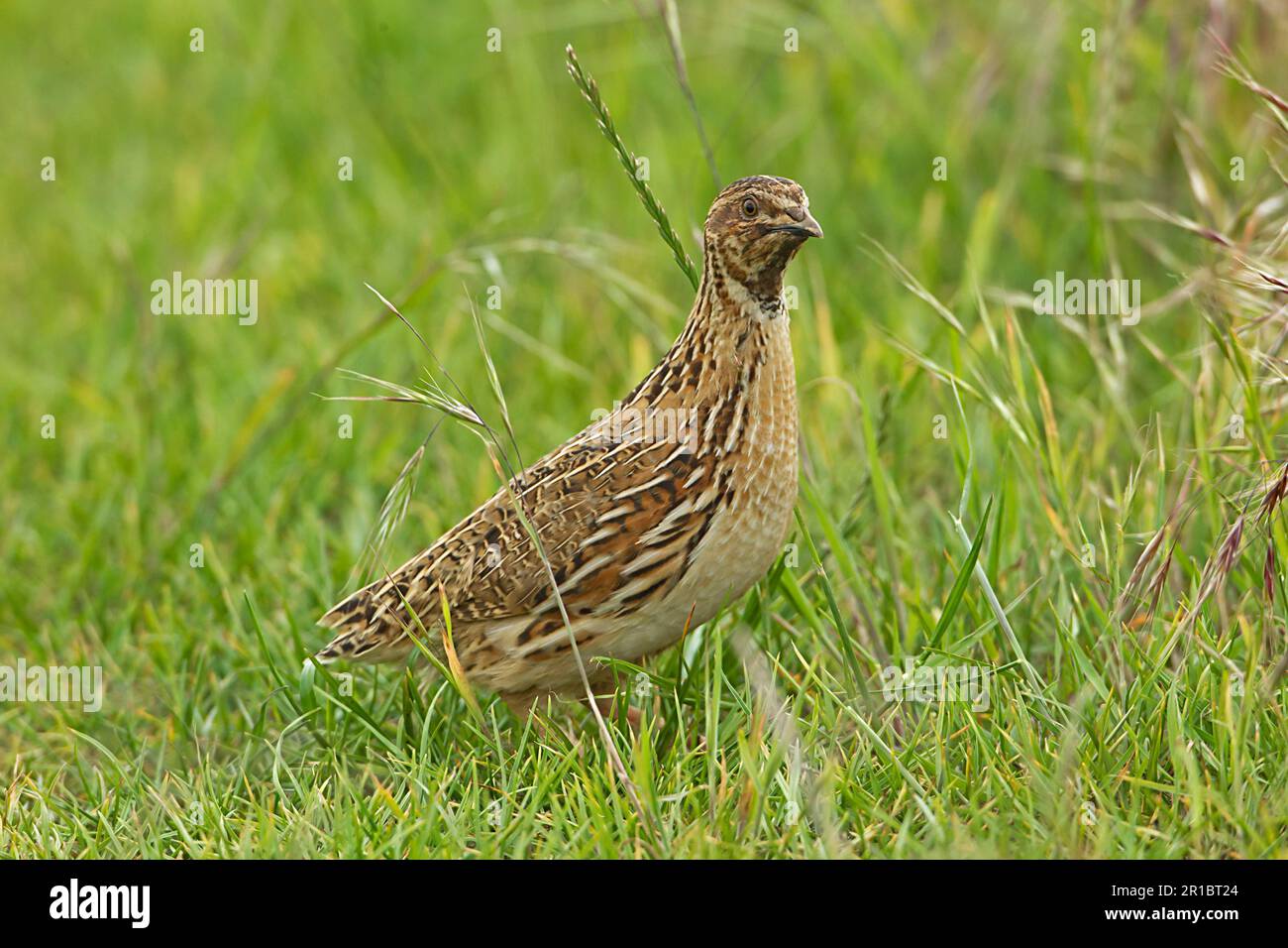 Common Quails