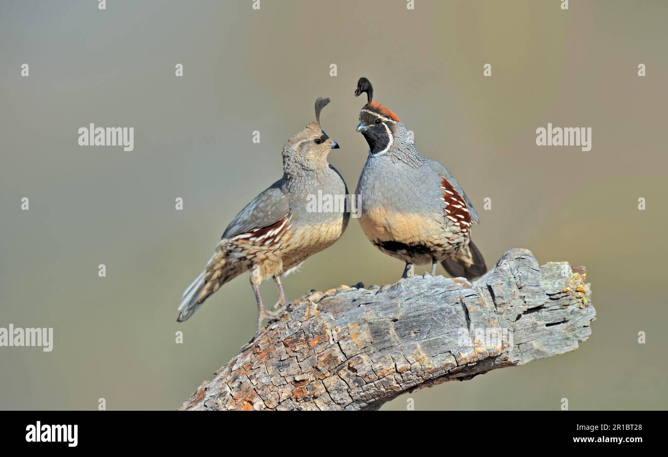 Gambel's gambel's quail (Callipepla gambelii), adult pair, standing on ...