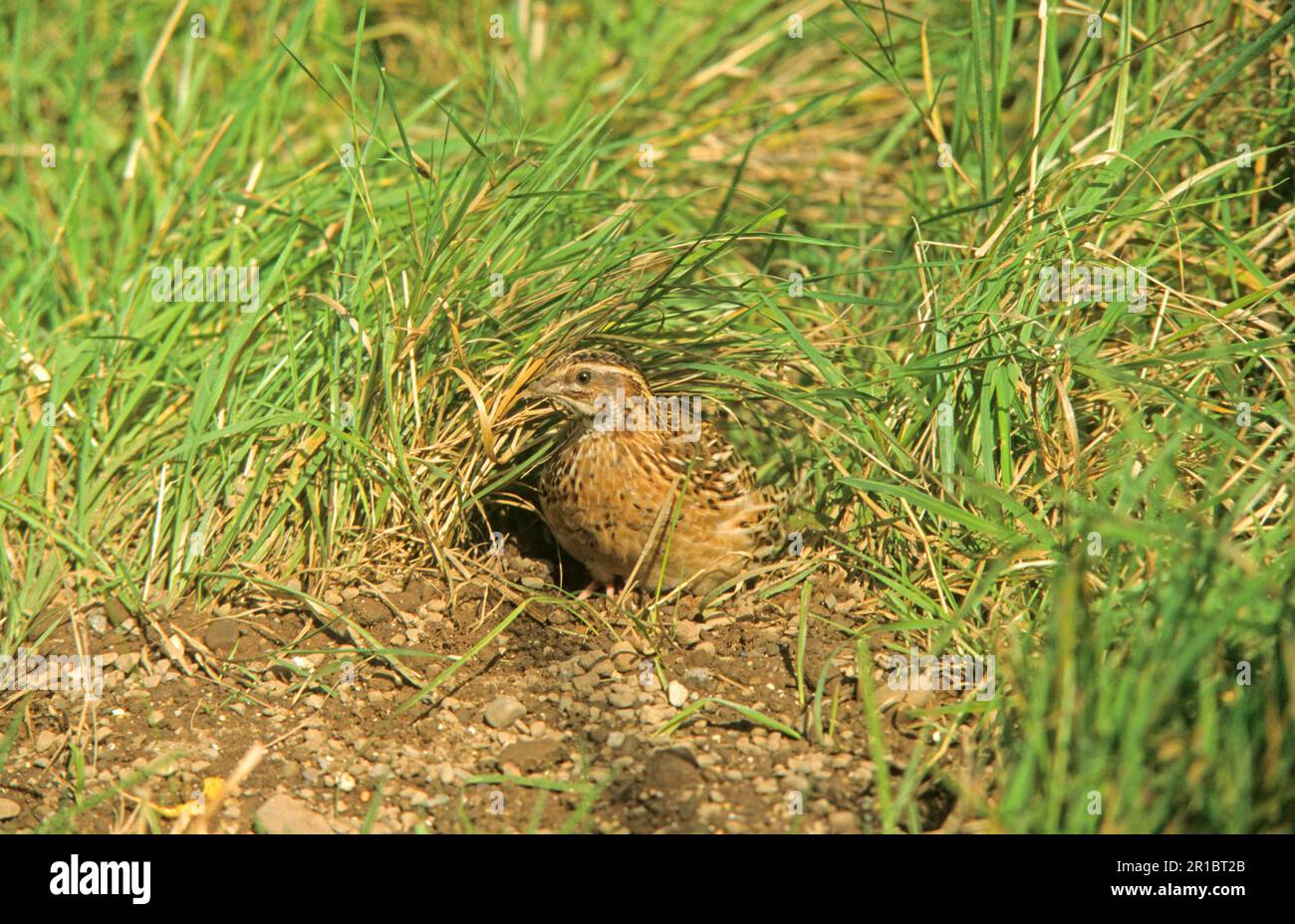European Quail, European Quail, European common quails (Coturnix ...