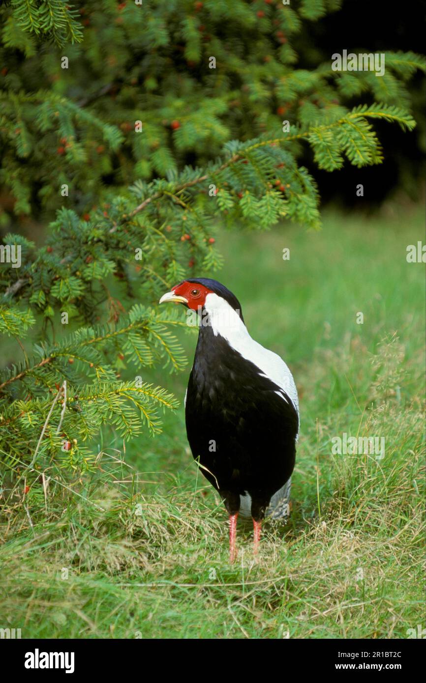 Silver pheasant (Lophura nycthemera), Silver Pheasants, Pheasant ...