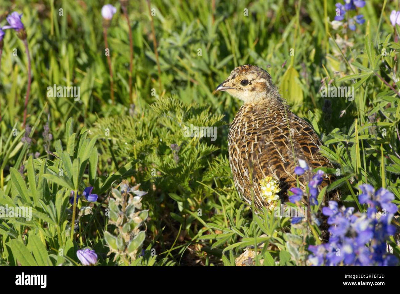 White-tailed ptarmigan (Lagopus leucura), White-tailed Ptarmigan, White ...