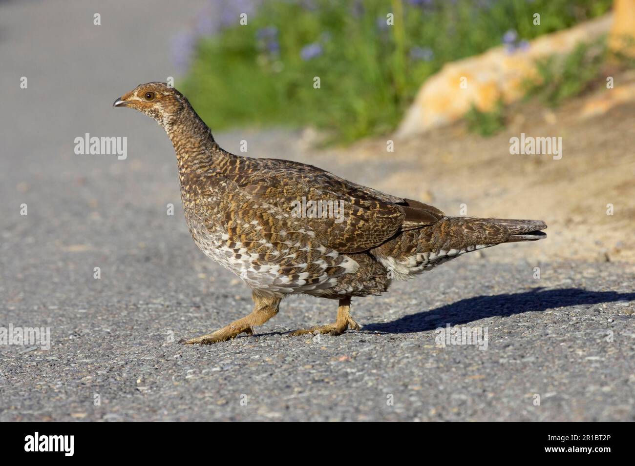 White-tailed ptarmigan (Lagopus leucura), White-tailed Ptarmigan, White ...