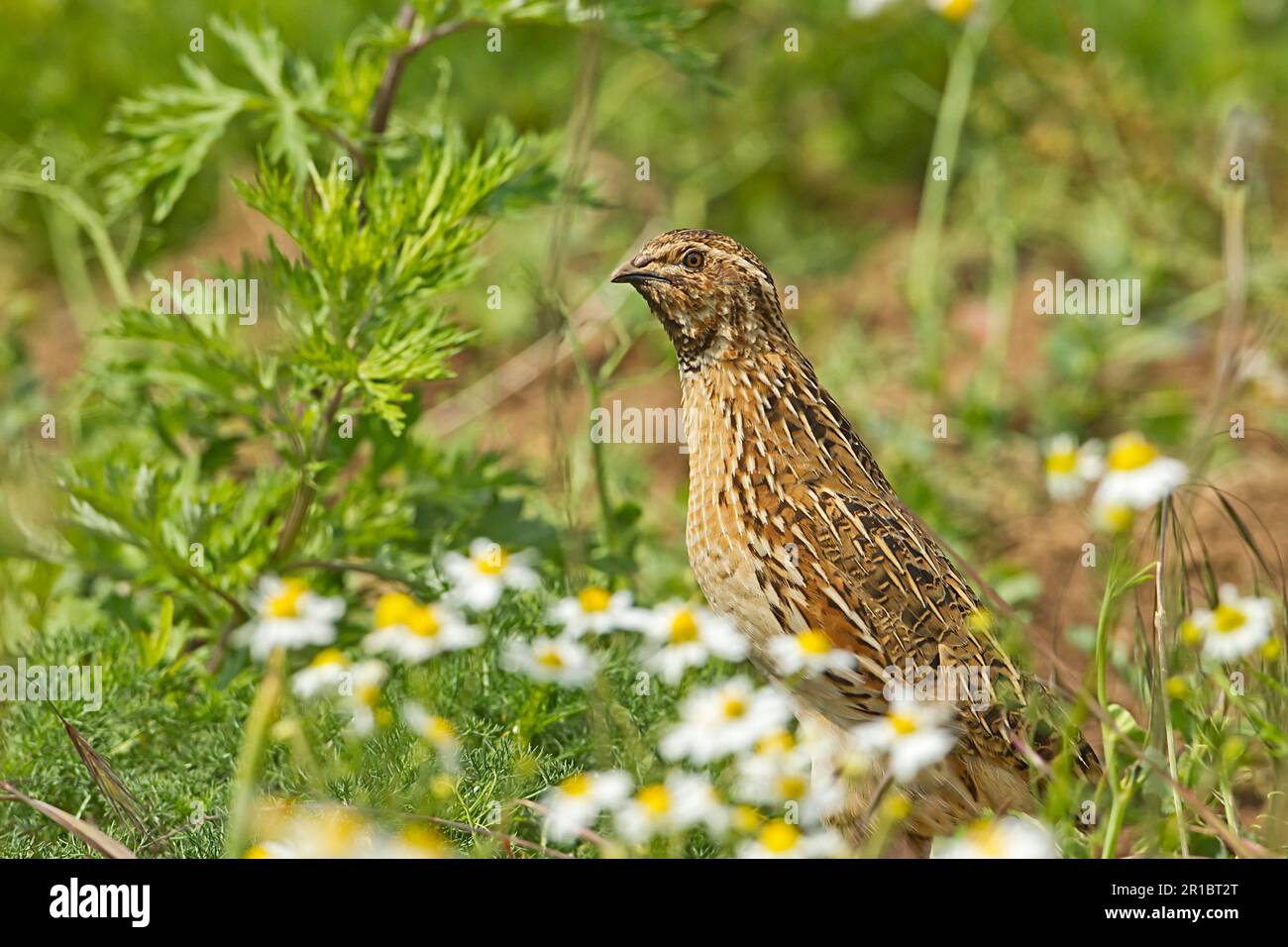 European Quail, European Quail, European common quails (Coturnix ...