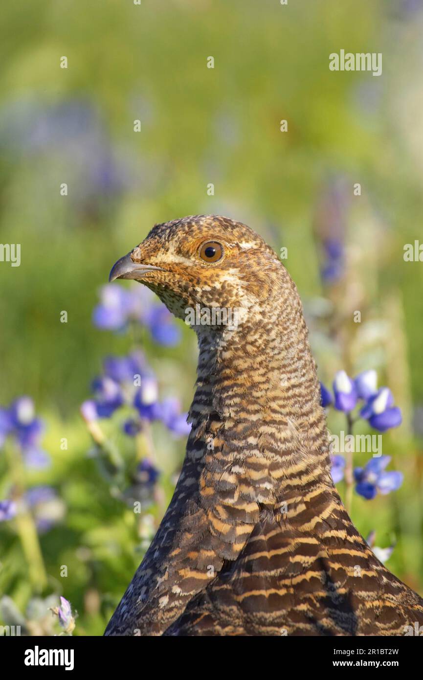 White-tailed ptarmigan (Lagopus leucura), White-tailed Ptarmigan, White ...
