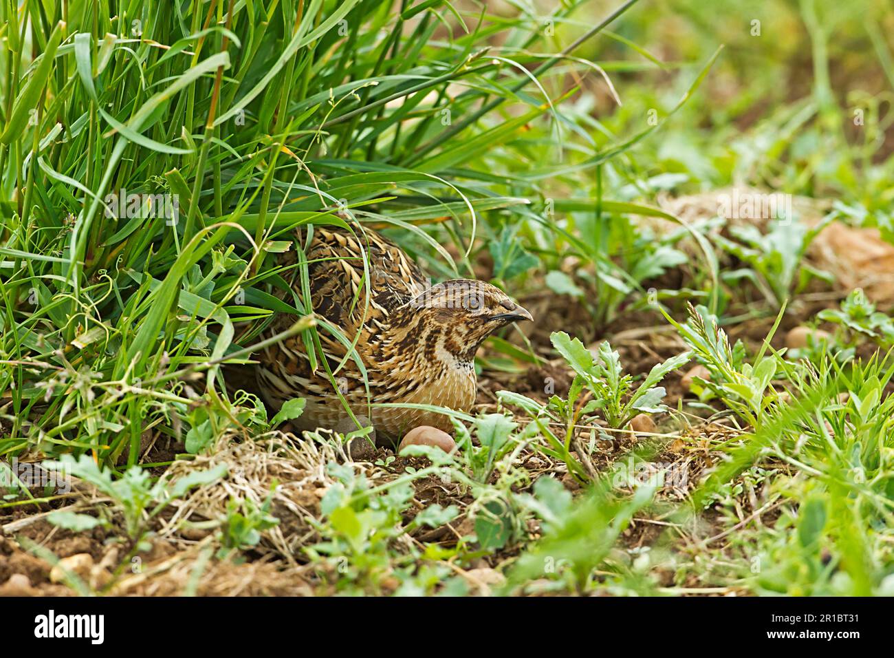 European quail, European quail, Chicken birds, Animals, Birds, Quail ...