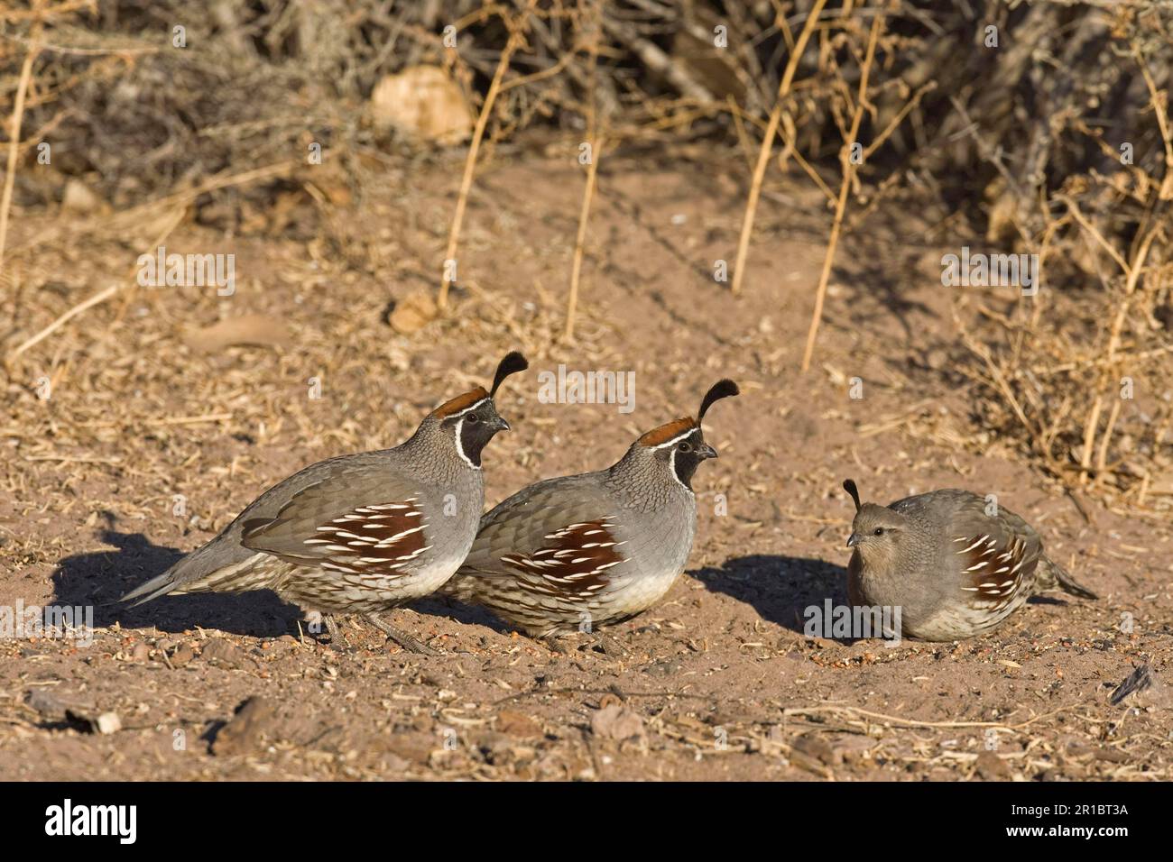 Quail male and female hi-res stock photography and images - Alamy
