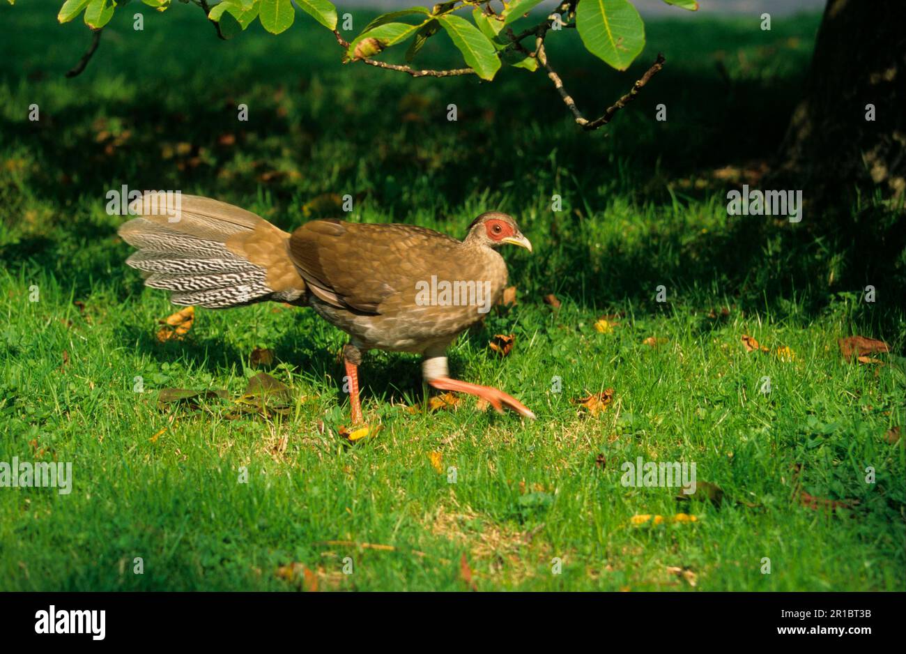Silver pheasant (Lophura nycthemera), Silver Pheasants, Pheasant ...