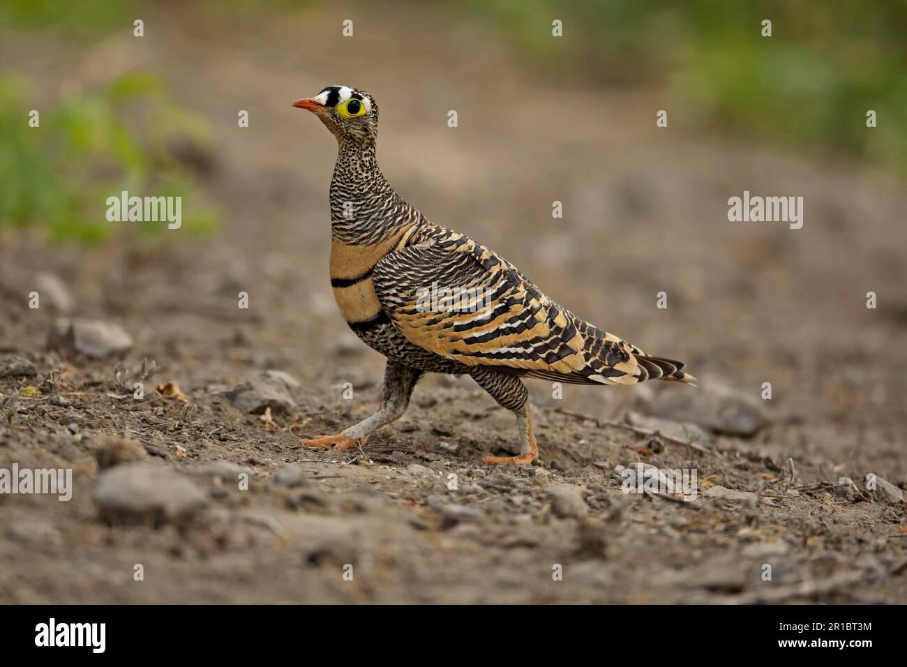 Lichtenstein's Sandgrouse (Pterocles lichtensteinii), adult male ...