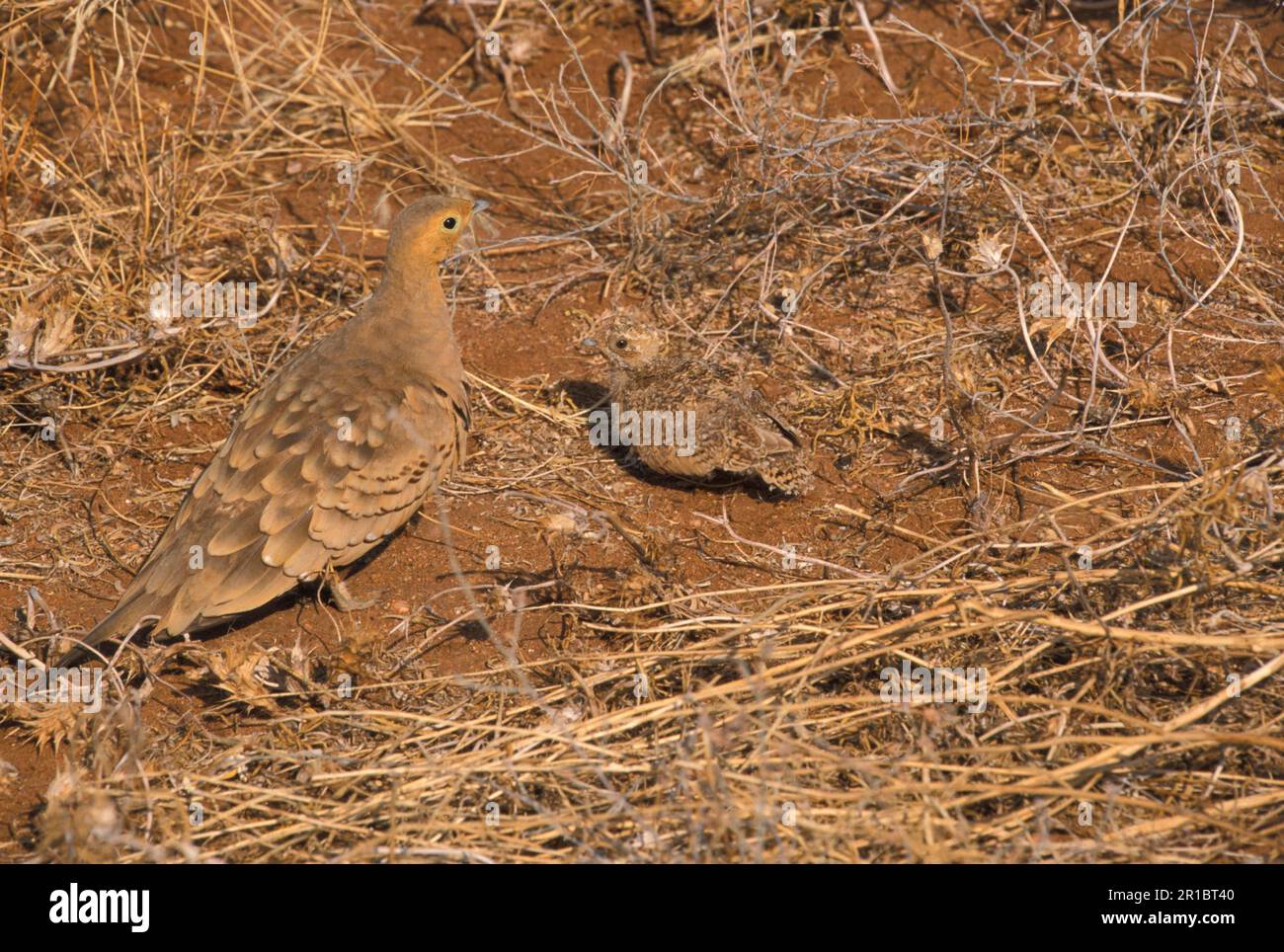 Chestnut-bellied Sandgrouse, Chestnut-bellied Sandgrouse Male with ...