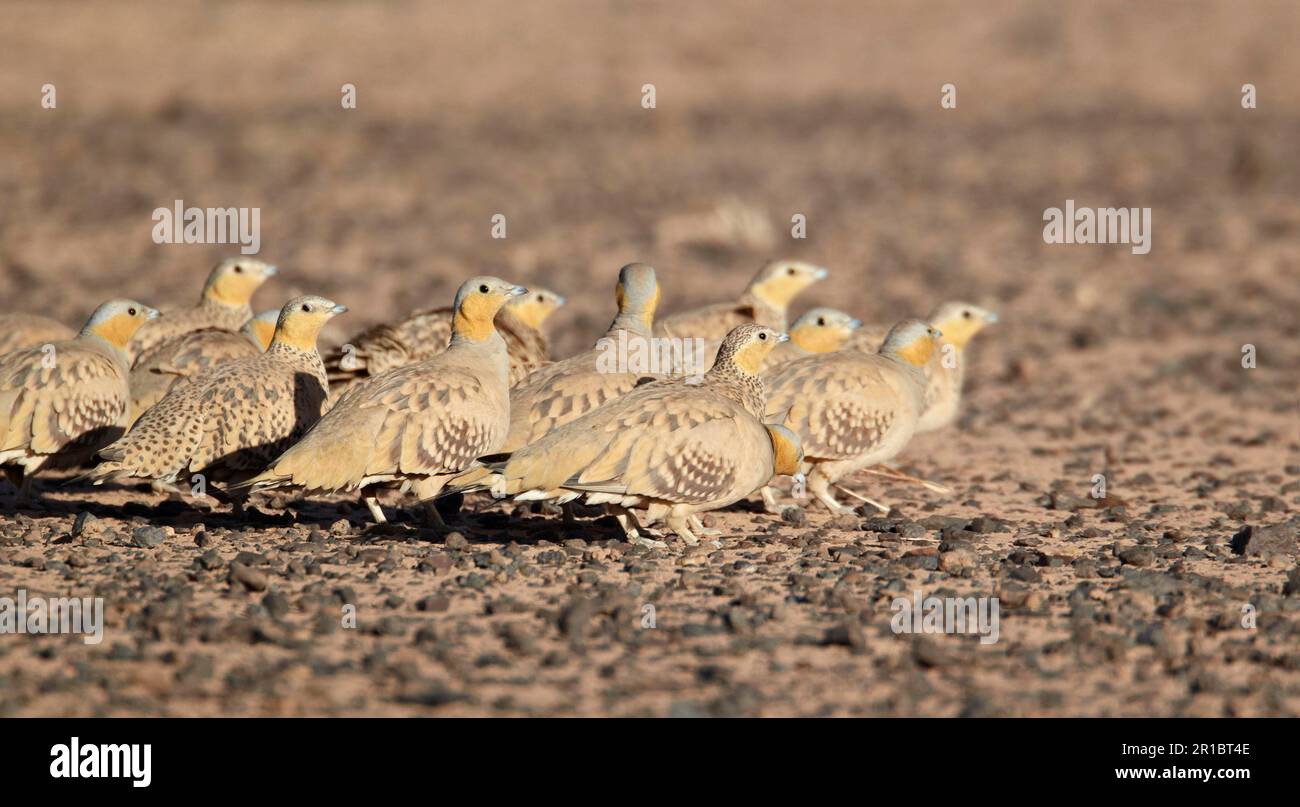Spotted Sandgrouse (Pterocles senegallus) adult males and females ...