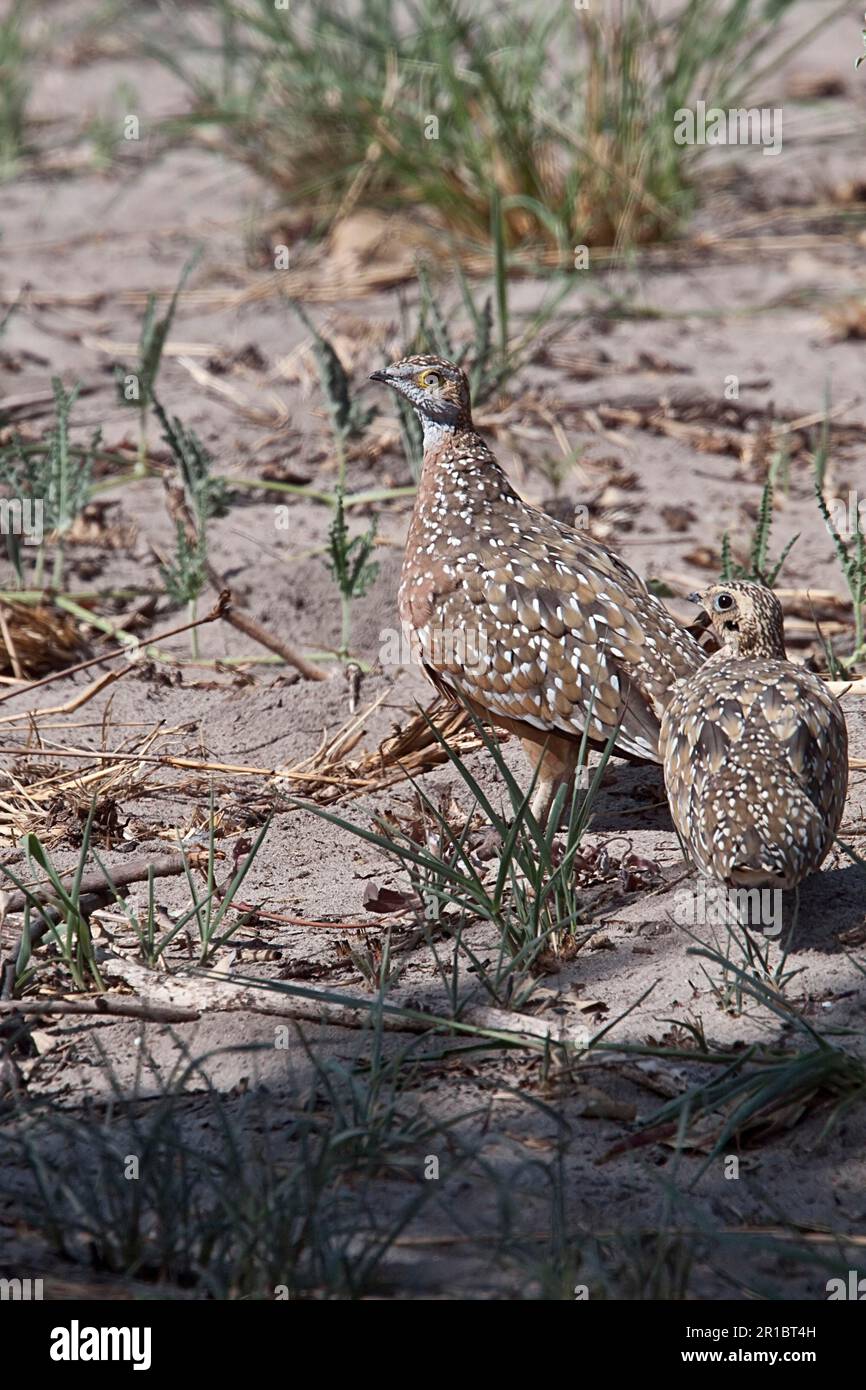 Spotted Sandgrouse, Spotted Sandgrouse, Spotted Sandgrouse, Chicken ...