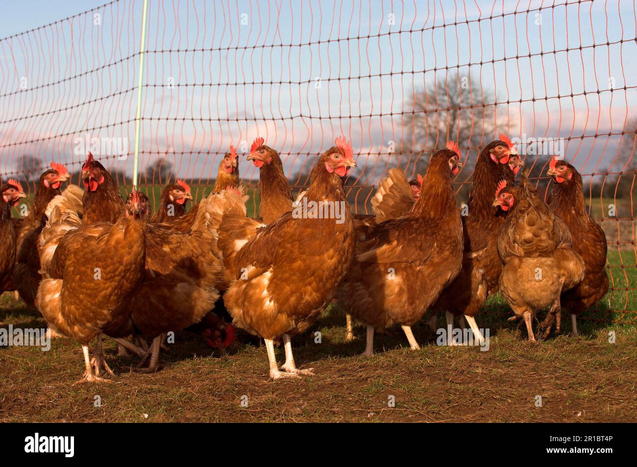 Domestic fowl, free-range chicken, grass flock, England, Great Britain ...