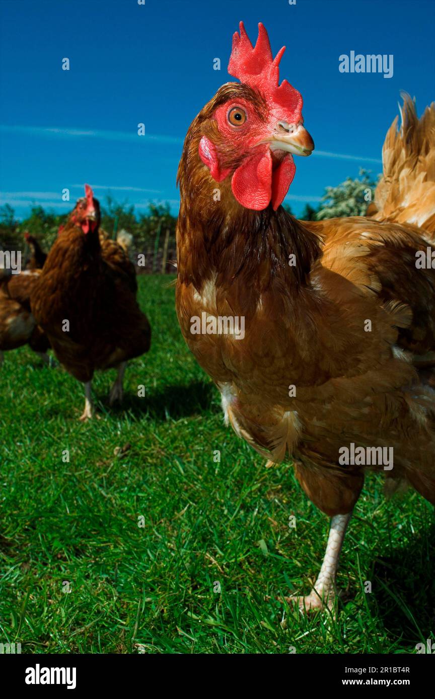 Domestic fowl, free-range chickens in the field, England, Great Britain ...