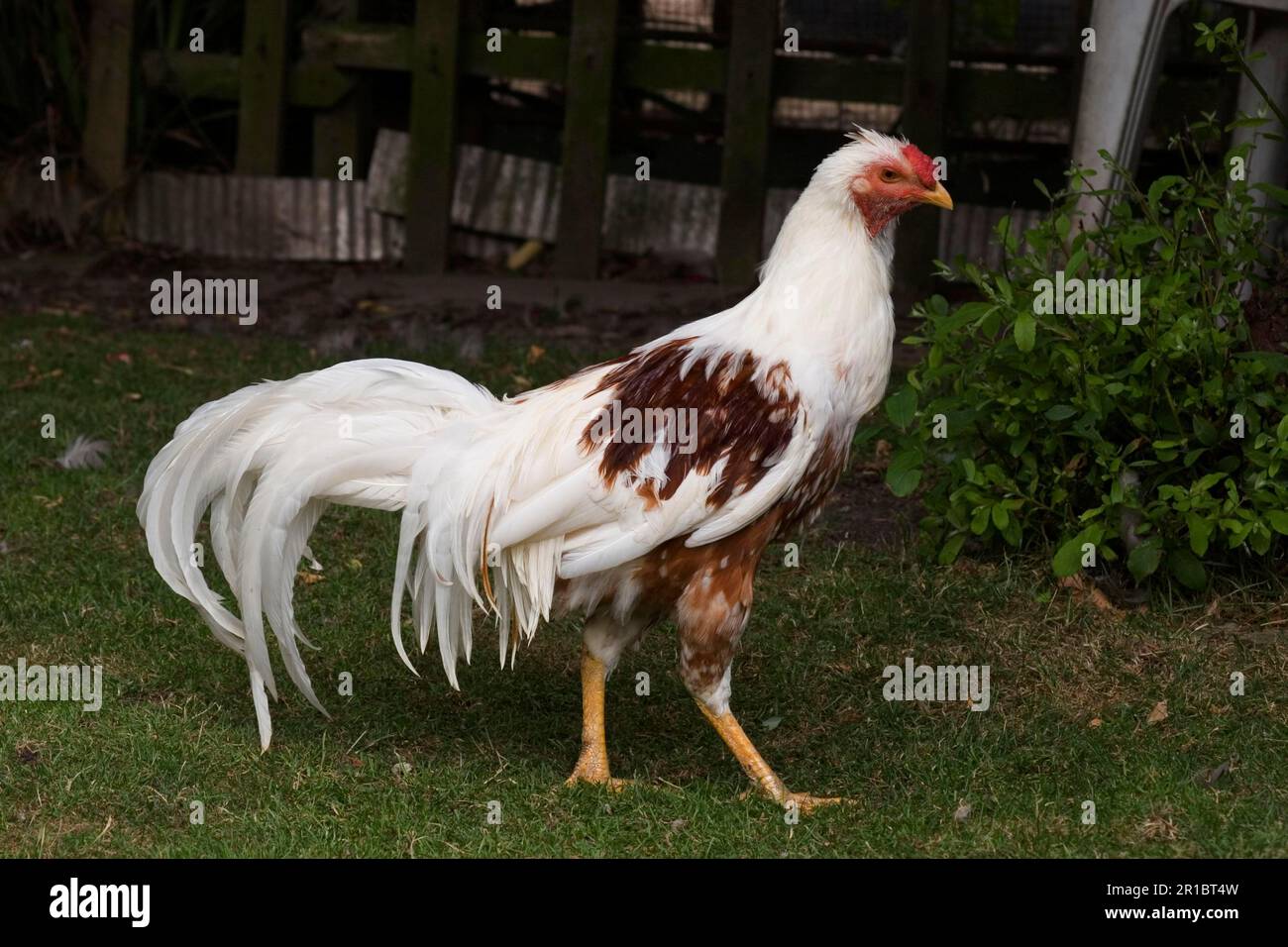 Yokohama chickens, purebred, poultry, domestic chickens, chicken birds, livestock, animals ...