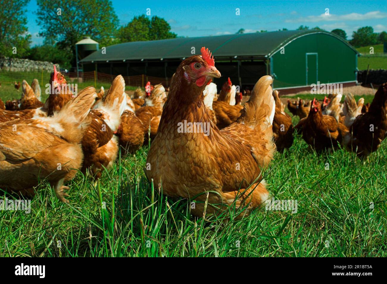 Domestic chicken, organic free-range chicken in field, coop in ...