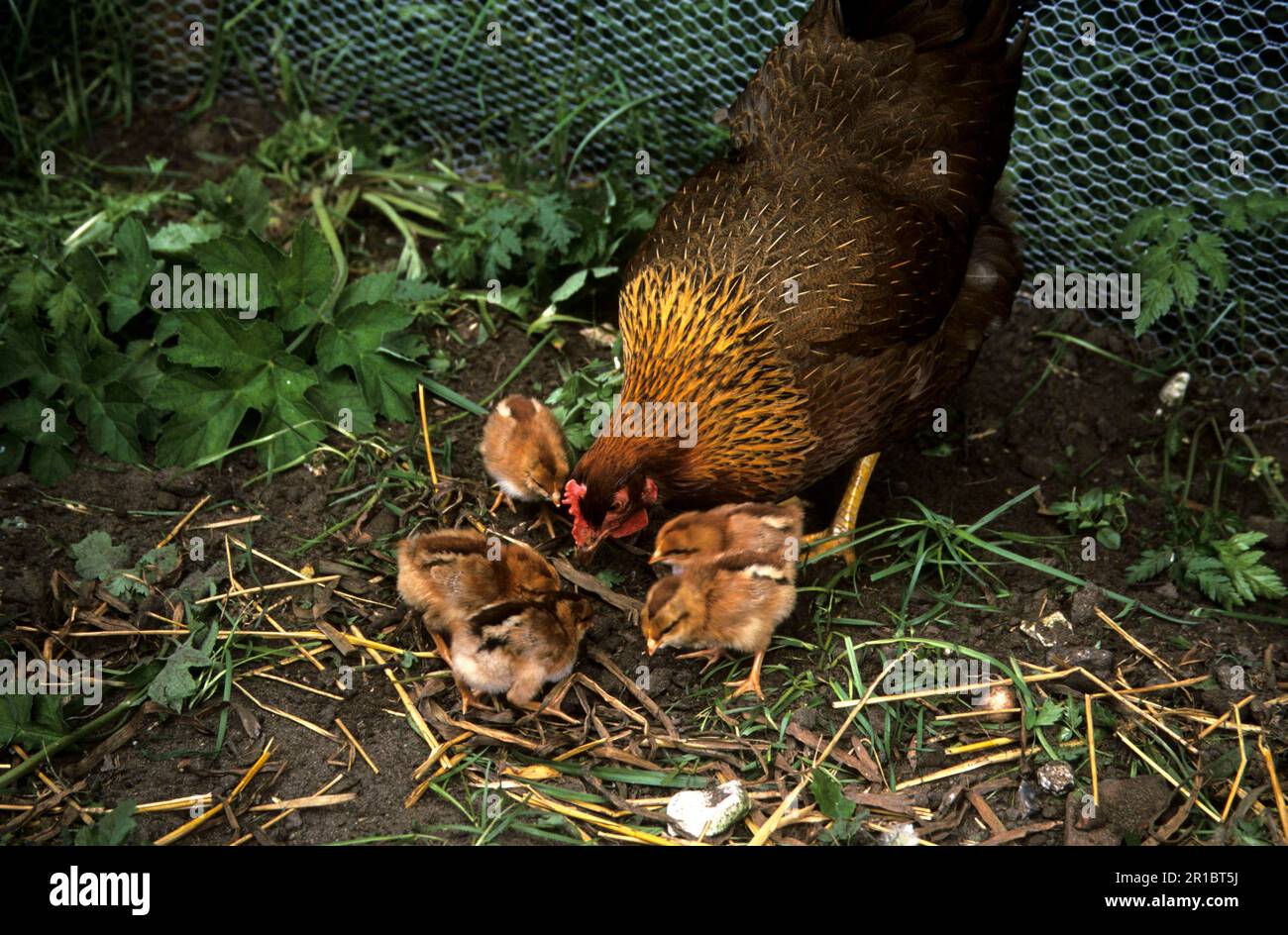 Domestic chicken chicks united kingdom hi-res stock photography and ...