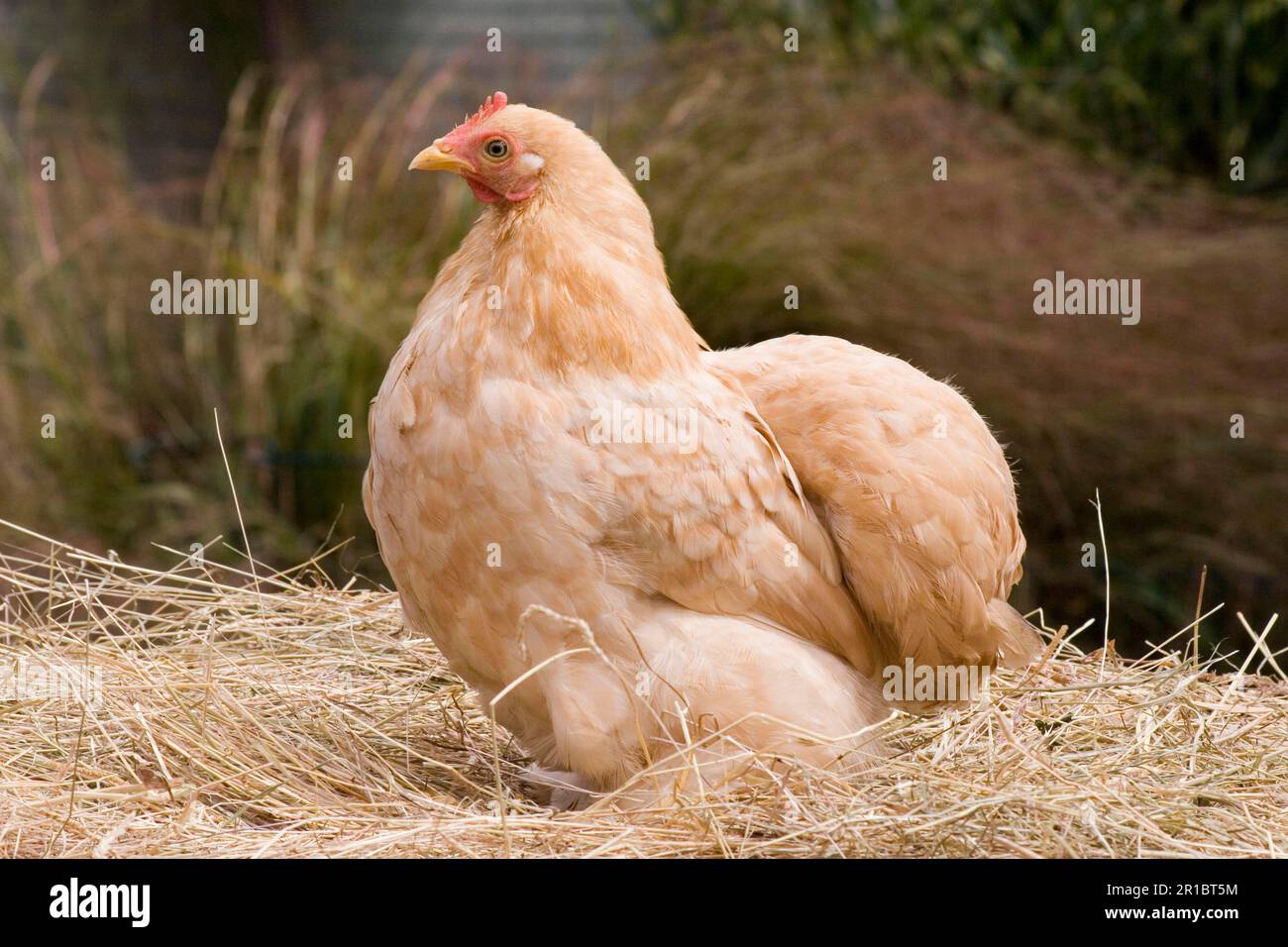 Cochin chickens, purebred, poultry, domestic chickens, chicken birds, livestock, animals, birds ...