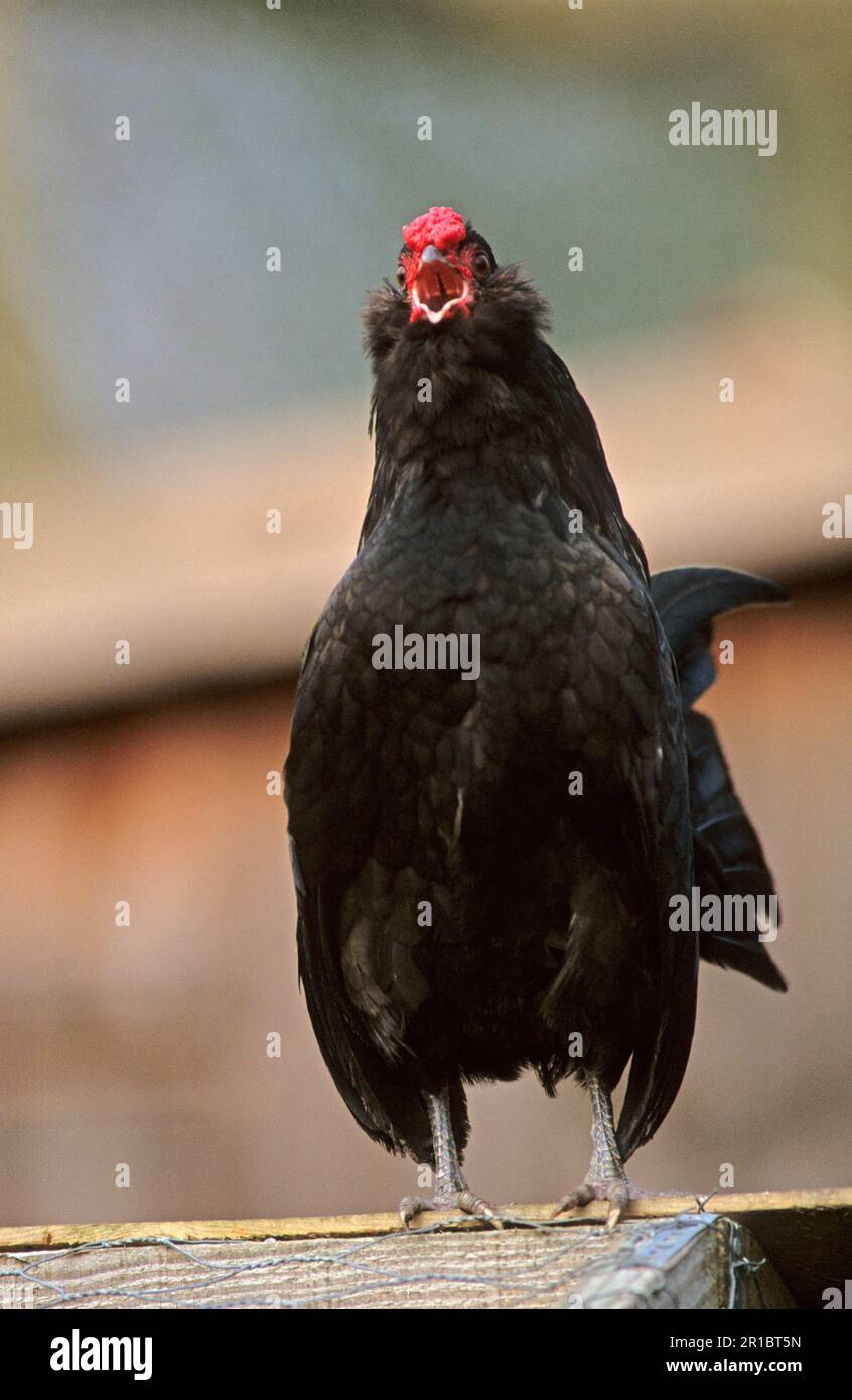 Domestic Chicken, Barbu d'Anvers Bantam, cockerel, crowing, Sussex ...