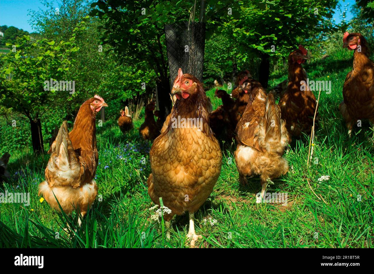 Domestic fowl, free-range chickens feeding in woodland areas, England ...