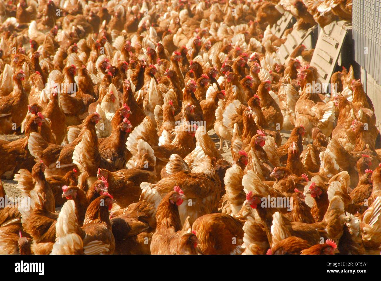 Domestic fowl, Free-range chickens, Flock, Cumbria, England, Great ...