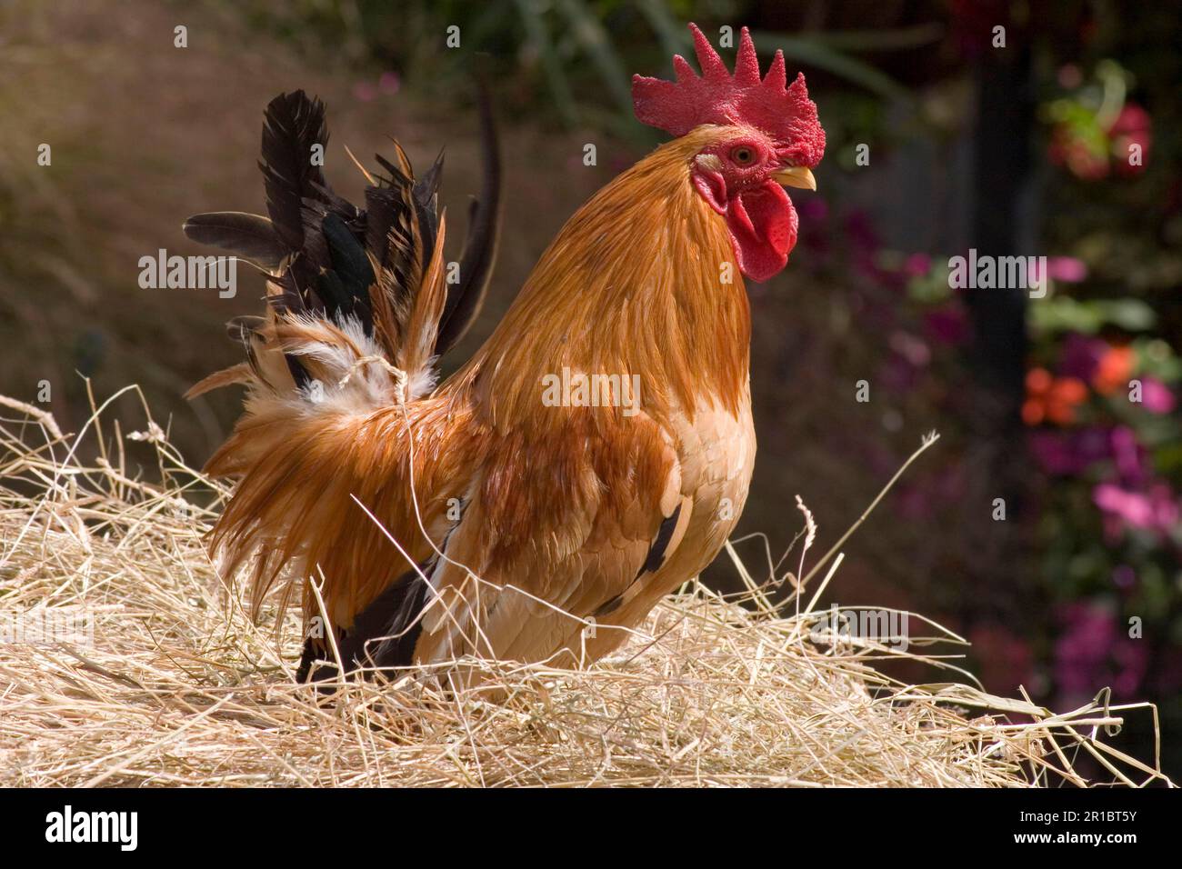 Bantam chickens, bantam chickens, purebred, poultry, domestic chickens, chicken birds, livestock ...