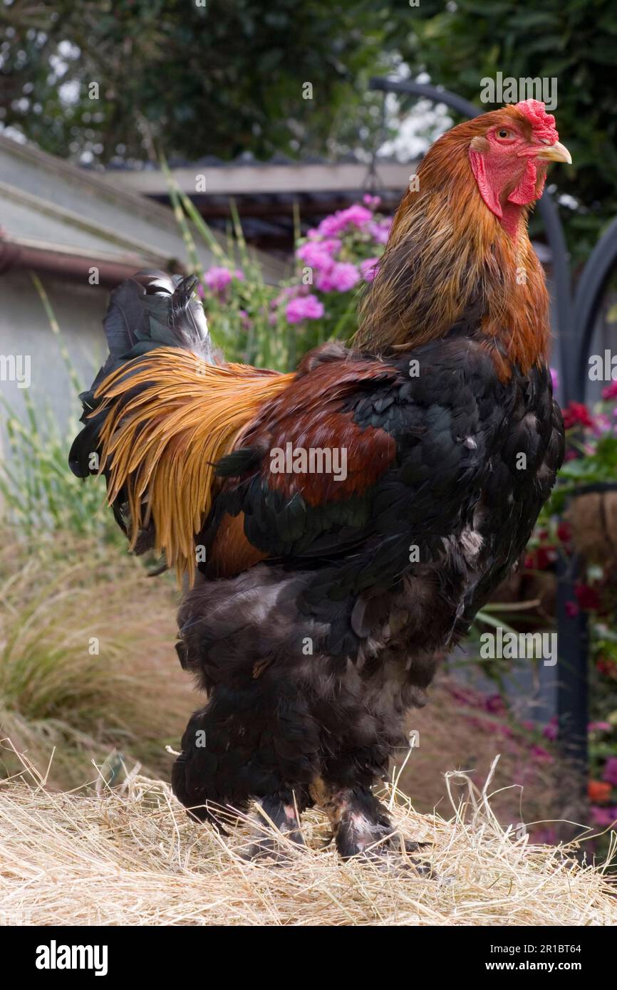 Brahma chickens, purebred, poultry, domestic chickens, chicken birds ...