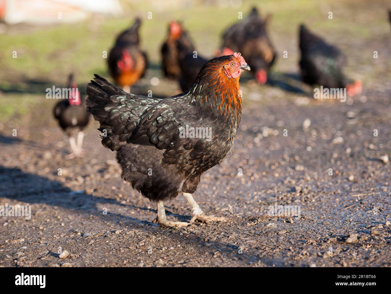 Domestic Black Rock hen, standing in coop, Chipping, Lancashire ...