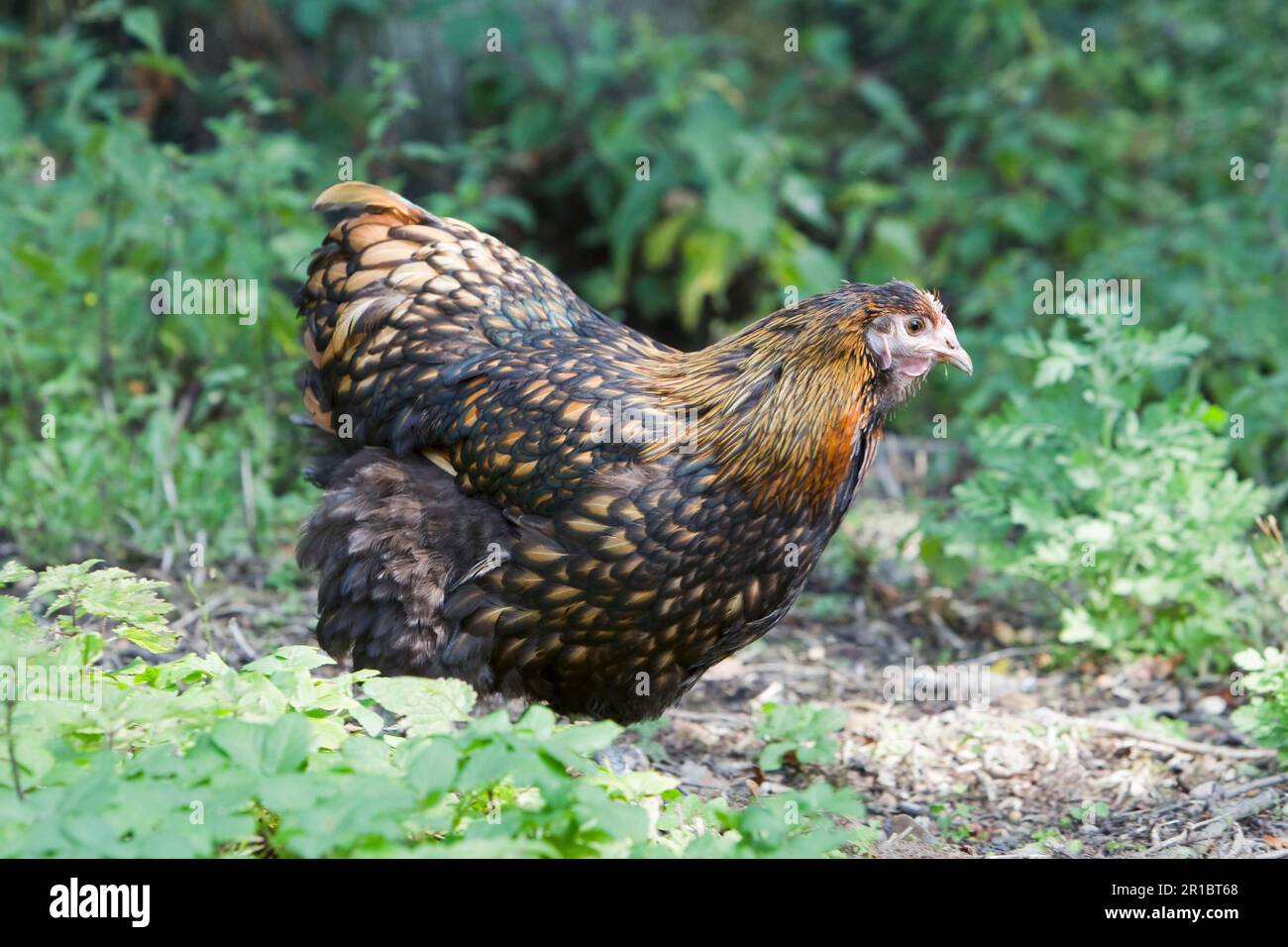 Orpington chicken, Orpington chickens, purebred, poultry, domestic chickens, chicken birds ...