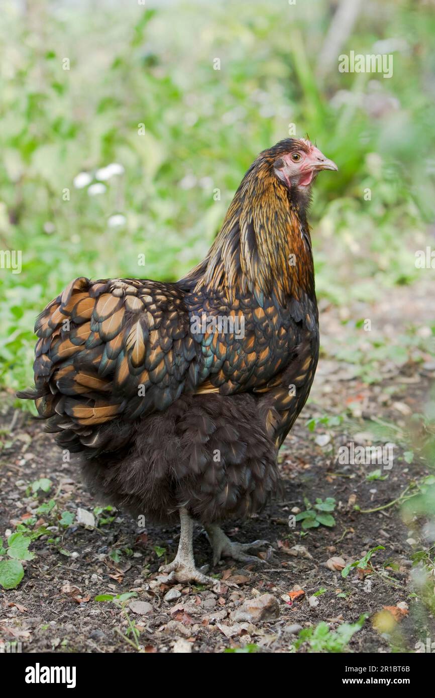 Farming hen hi-res stock photography and images - Alamy