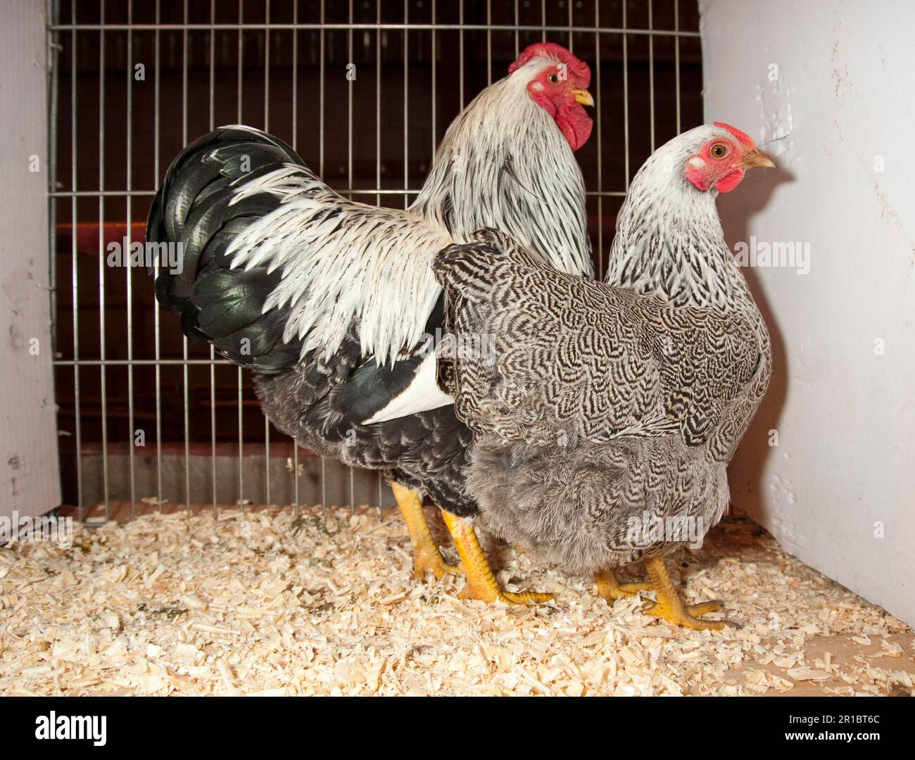Domestic fowl, Silver Pencilled Wyandotte, cock and hen, standing in ...