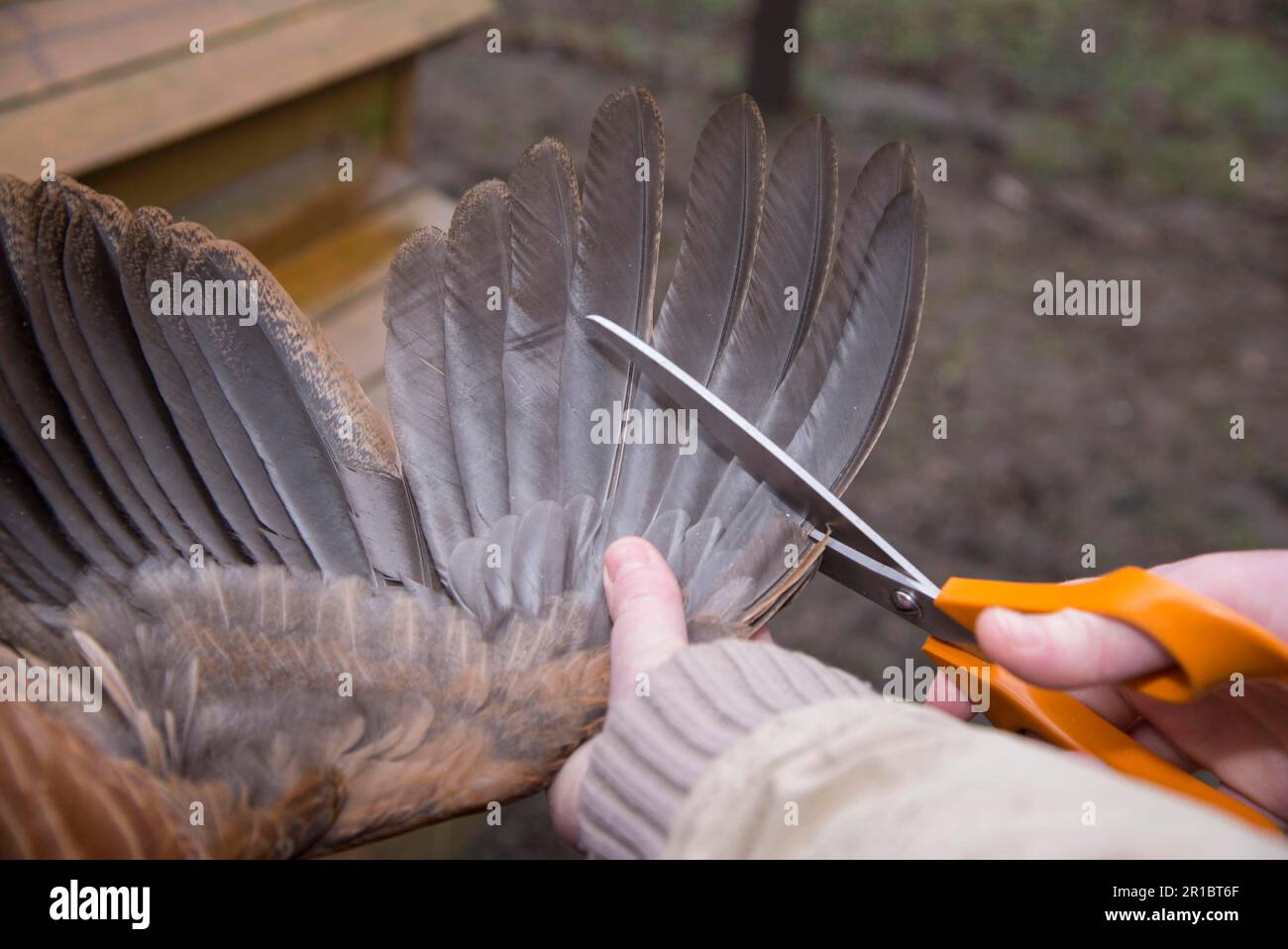 Clipped wing hi-res stock photography and images - Alamy
