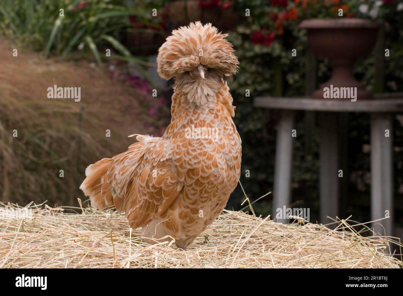 Purebred, Poultry, Domestic chickens, Chicken birds, Farm animals, Animals, Birds, Domestic ...