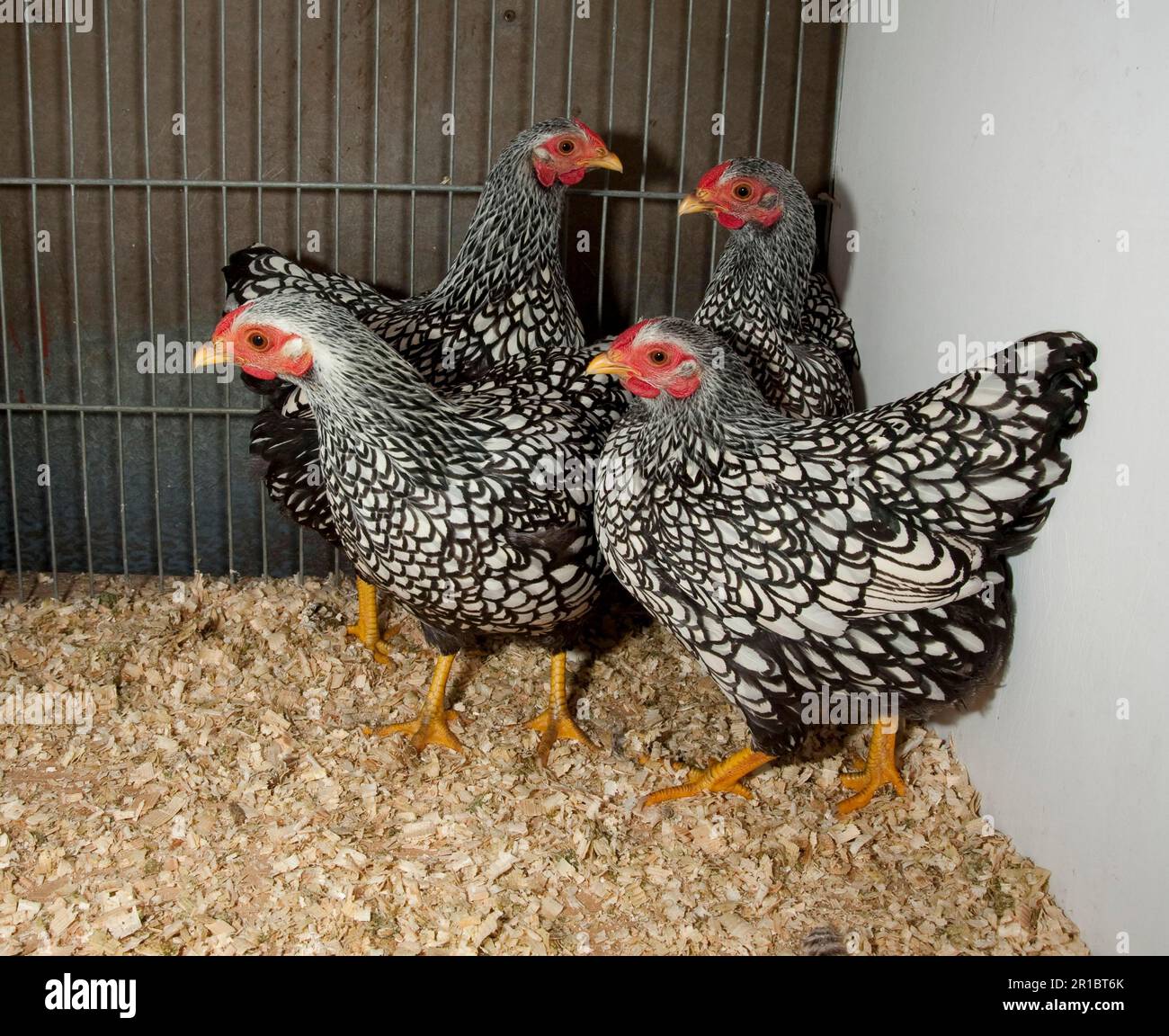 Domestic fowl, silvertip Wyandotte, four pullets, standing in cage ...