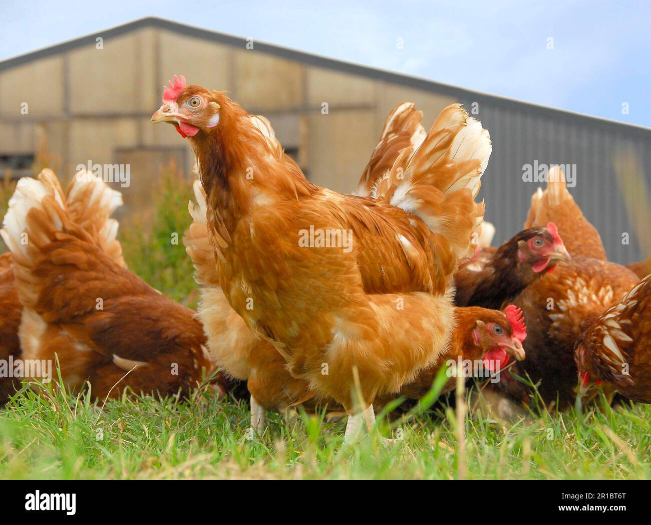 Domestic fowl, free-range chickens, Cumbria, England, Great Britain ...