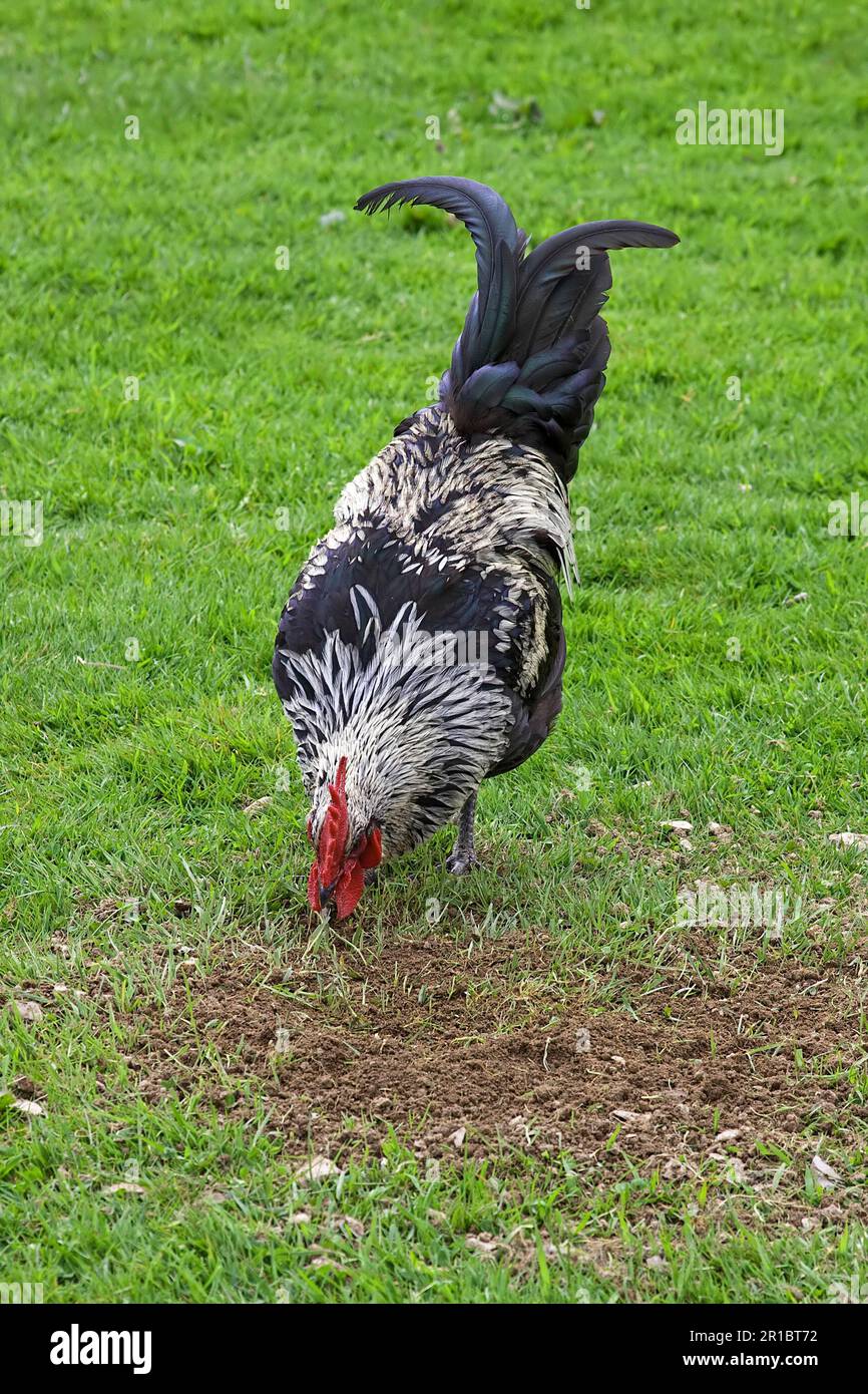 Norfolk Grey chicken, Norfolk Grey chickens, purebred, poultry, domestic chickens, chicken birds ...