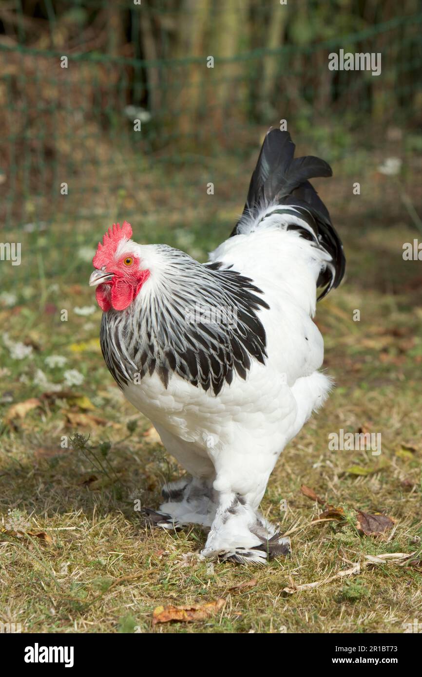 Sussex chickens, purebred, poultry, domestic chickens, chicken birds ...