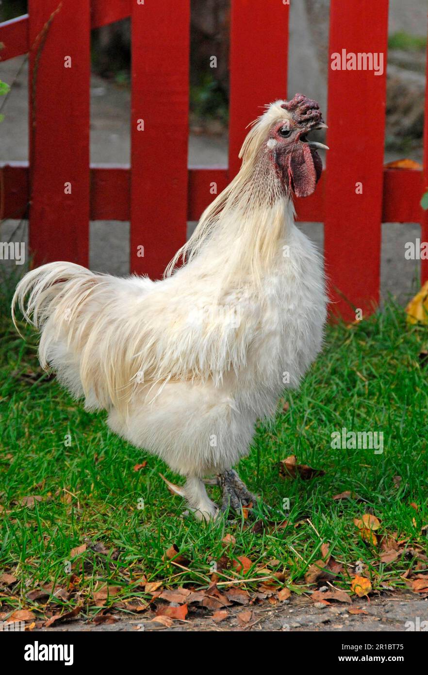 Silkie, silkie chickens, purebred, poultry, domestic fowl, chicken birds, livestock, animals ...
