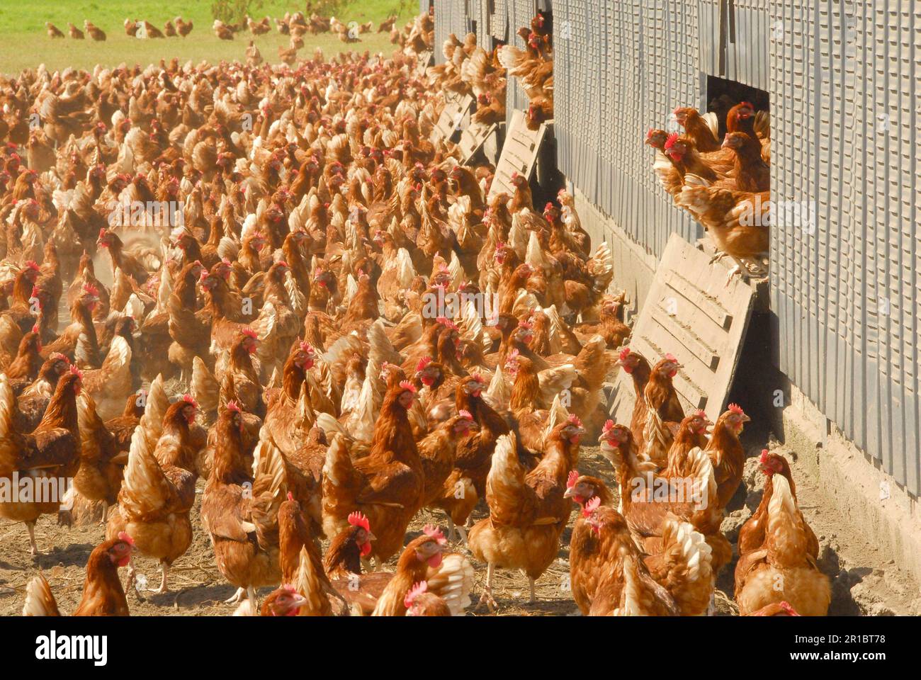 Flock chicken hi-res stock photography and images - Alamy