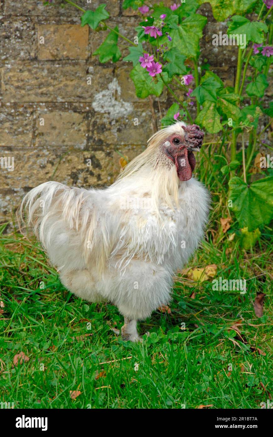 Silkie, silkie chickens, purebred, poultry, domestic chickens, chicken birds, livestock, animals ...