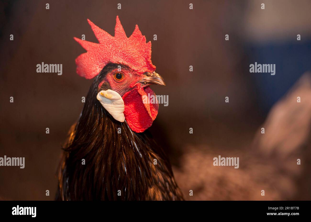 Andalusian chicken, Andalusian, purebred, poultry, domestic chicken, chicken birds, livestock ...